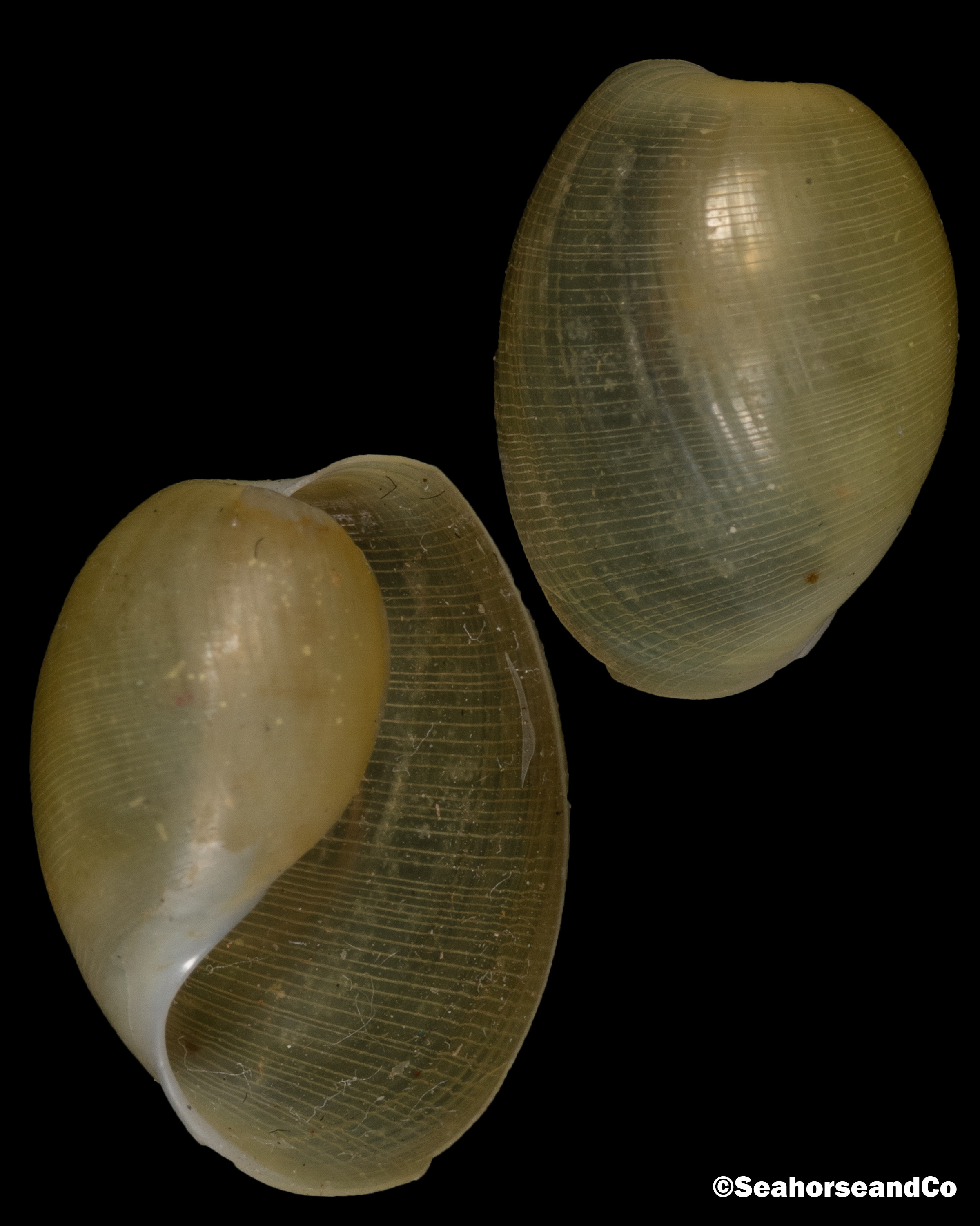Elegant Glassy Bubble: Haminoea elegans (Gray, 1825)