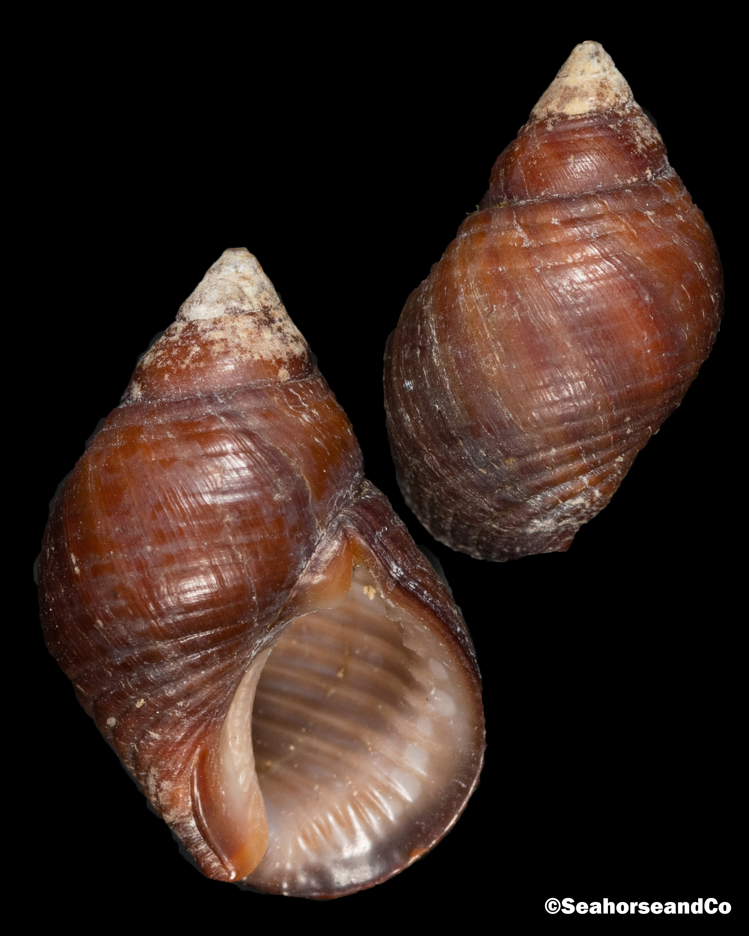 Black Planaxis: Supplanaxis nucleus (Bruguiere, 1789)