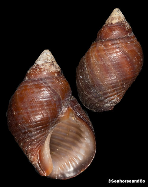 Black Planaxis: Supplanaxis nucleus (Bruguiere, 1789)