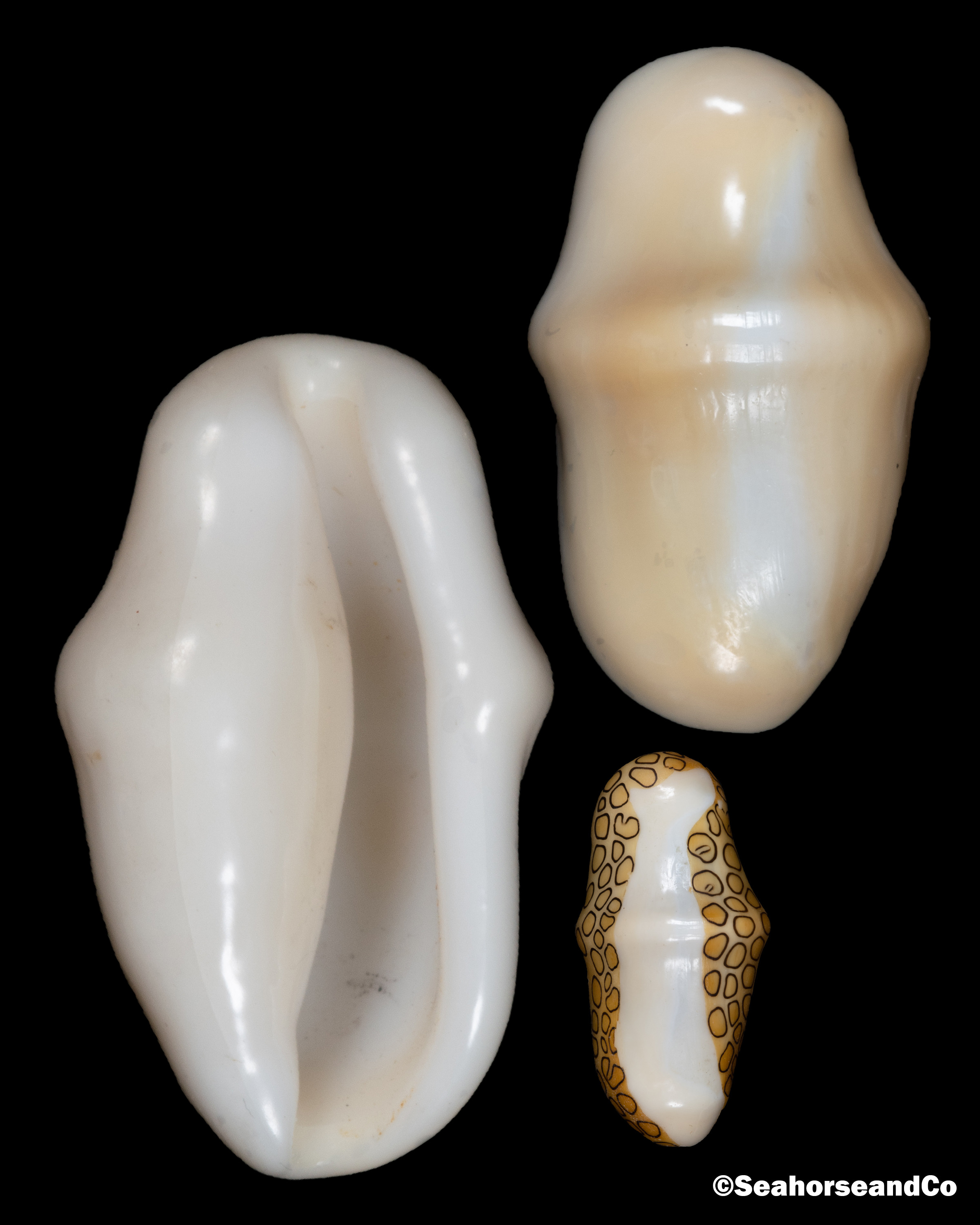 Flamingo Tongue Snail: Cyphoma gibbosum (Linnaeus, 1758)