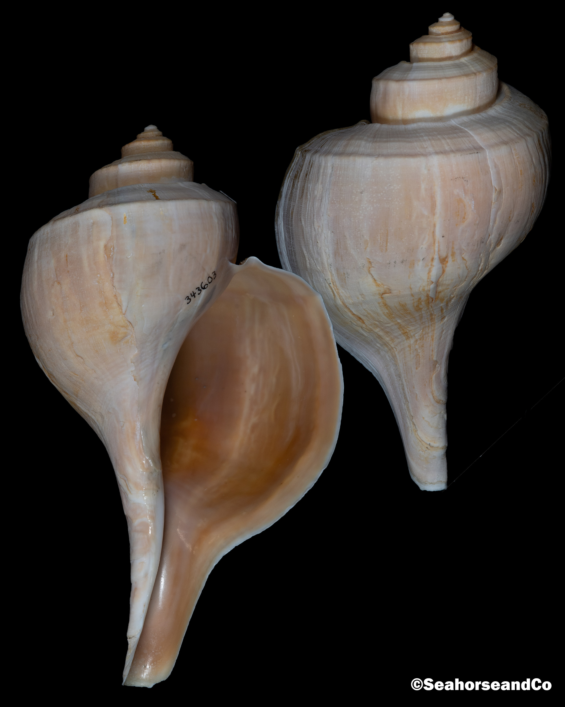 Channeled Whelk: Busycotypus canaliculatus (Linnaeus, 1758)