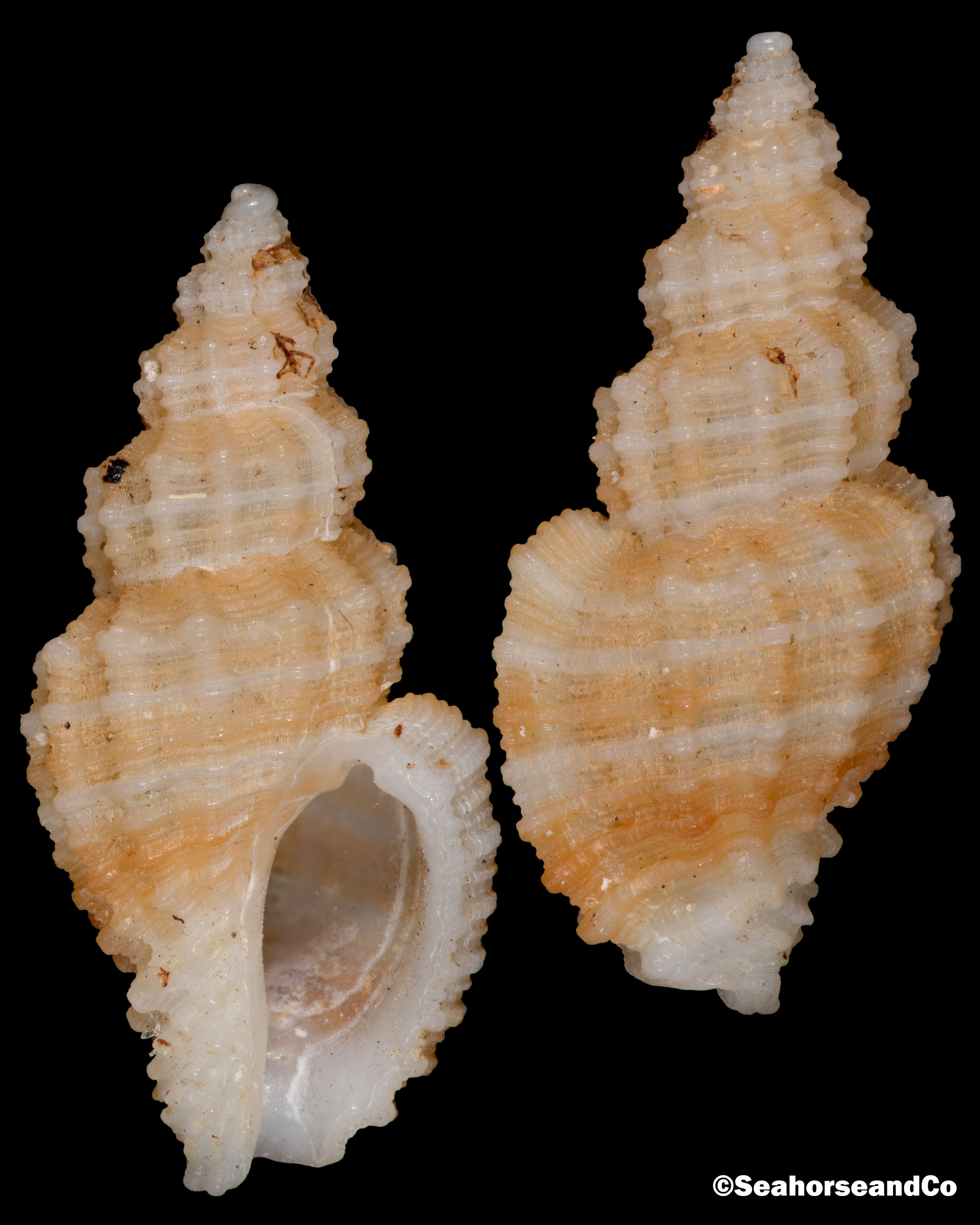 West Indian Baily Shell: Bailya parva (C. B. Adams, 1850)