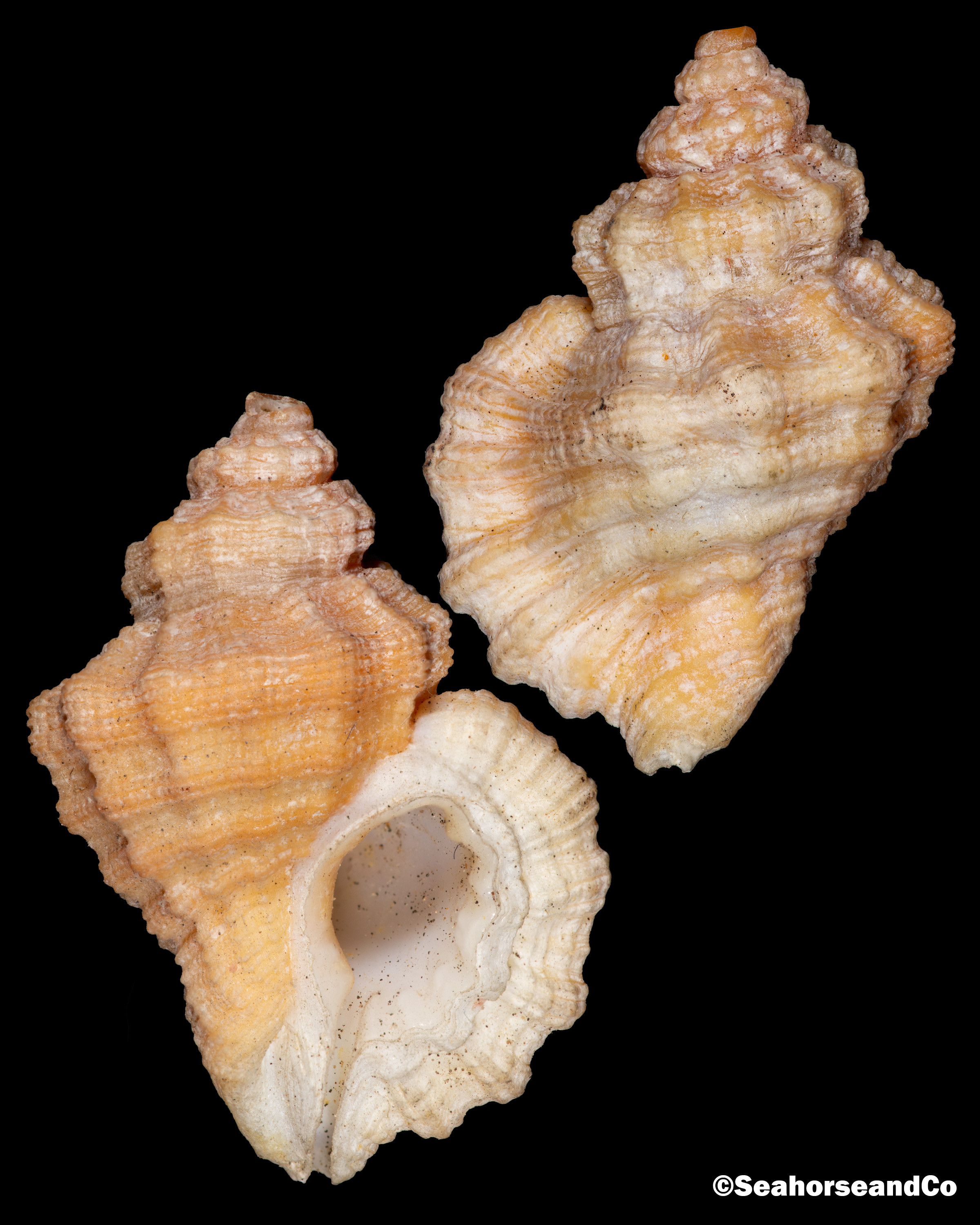 Full-lipped Triton: Turritriton labiosus (W. Wood, 1828)