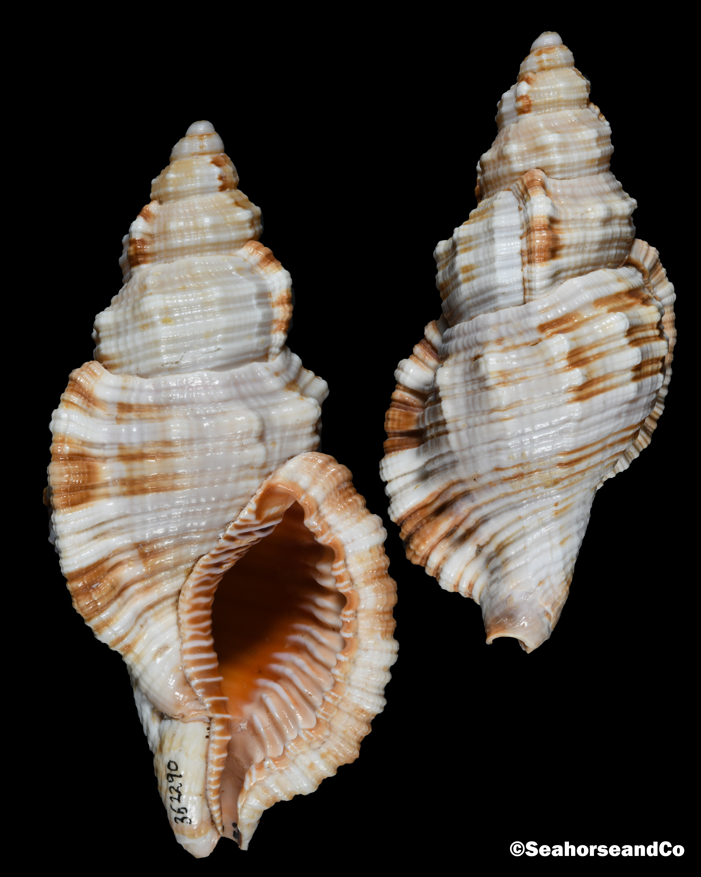 Common Hairy Triton: Monoplex pilearis (Linnaeus, 1758)