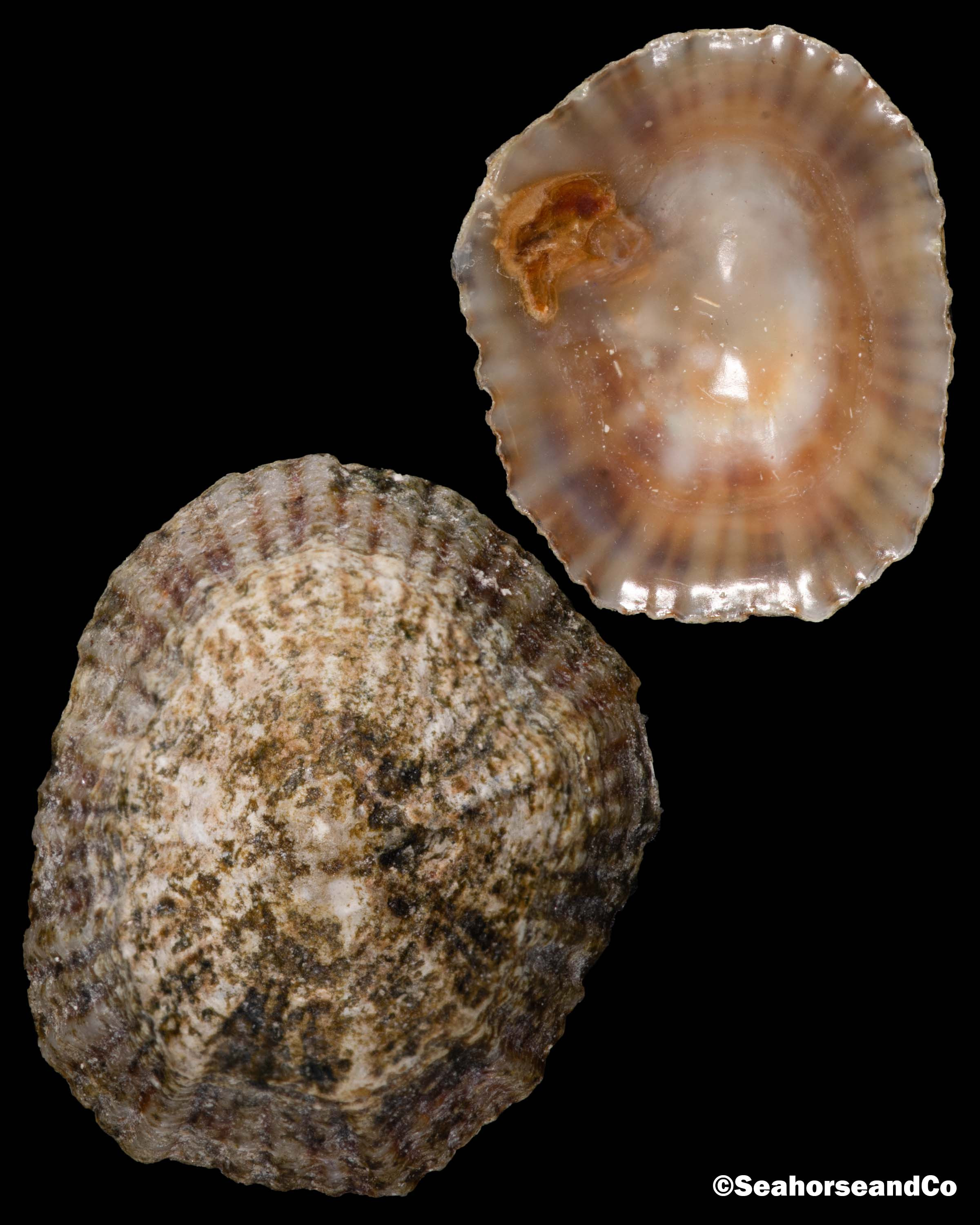 Say's False Limpet: Siphonaria alternata (Say, 1826)