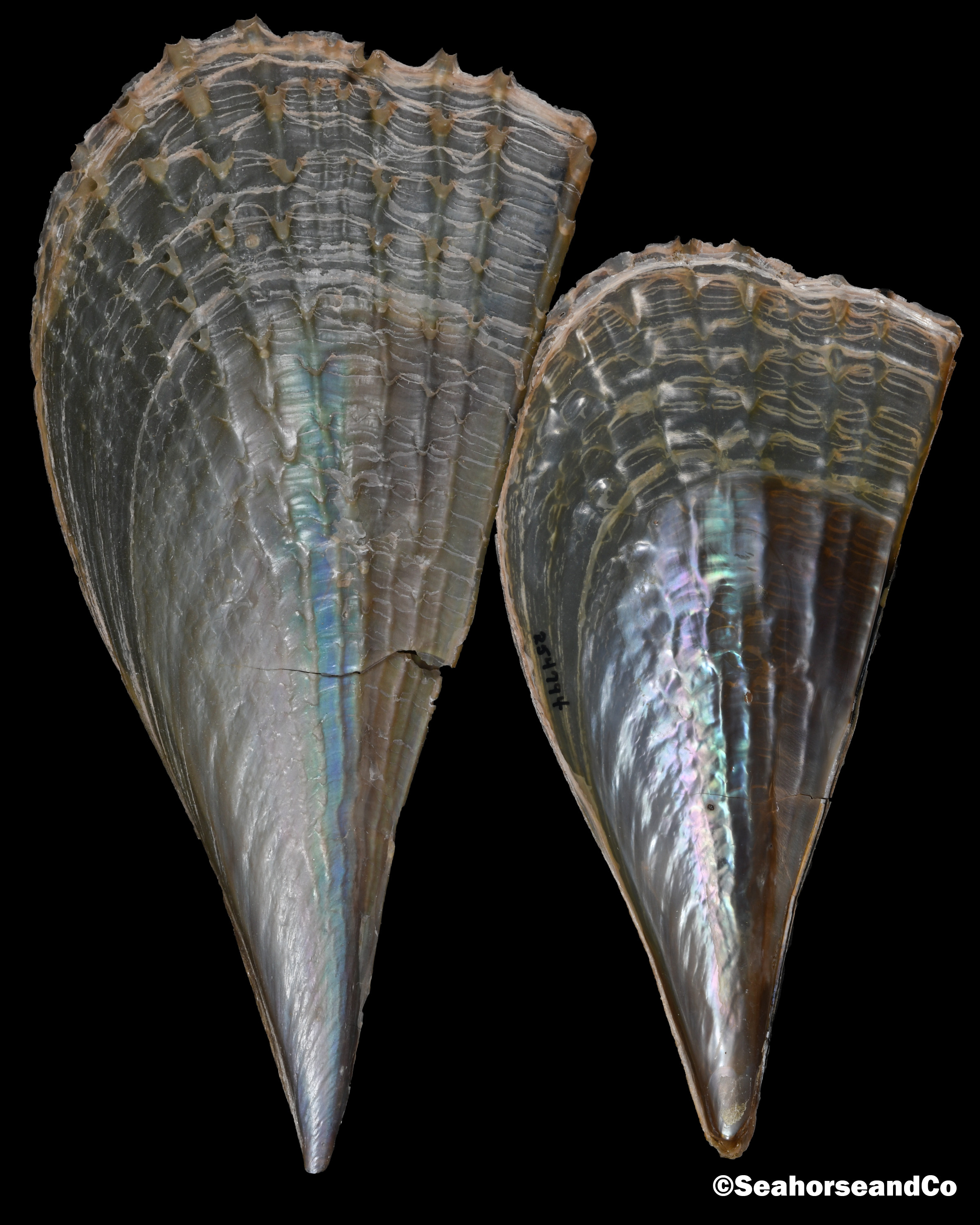 Half-naked Pen Shell: Atrina seminuda (Lamarck, 1819)