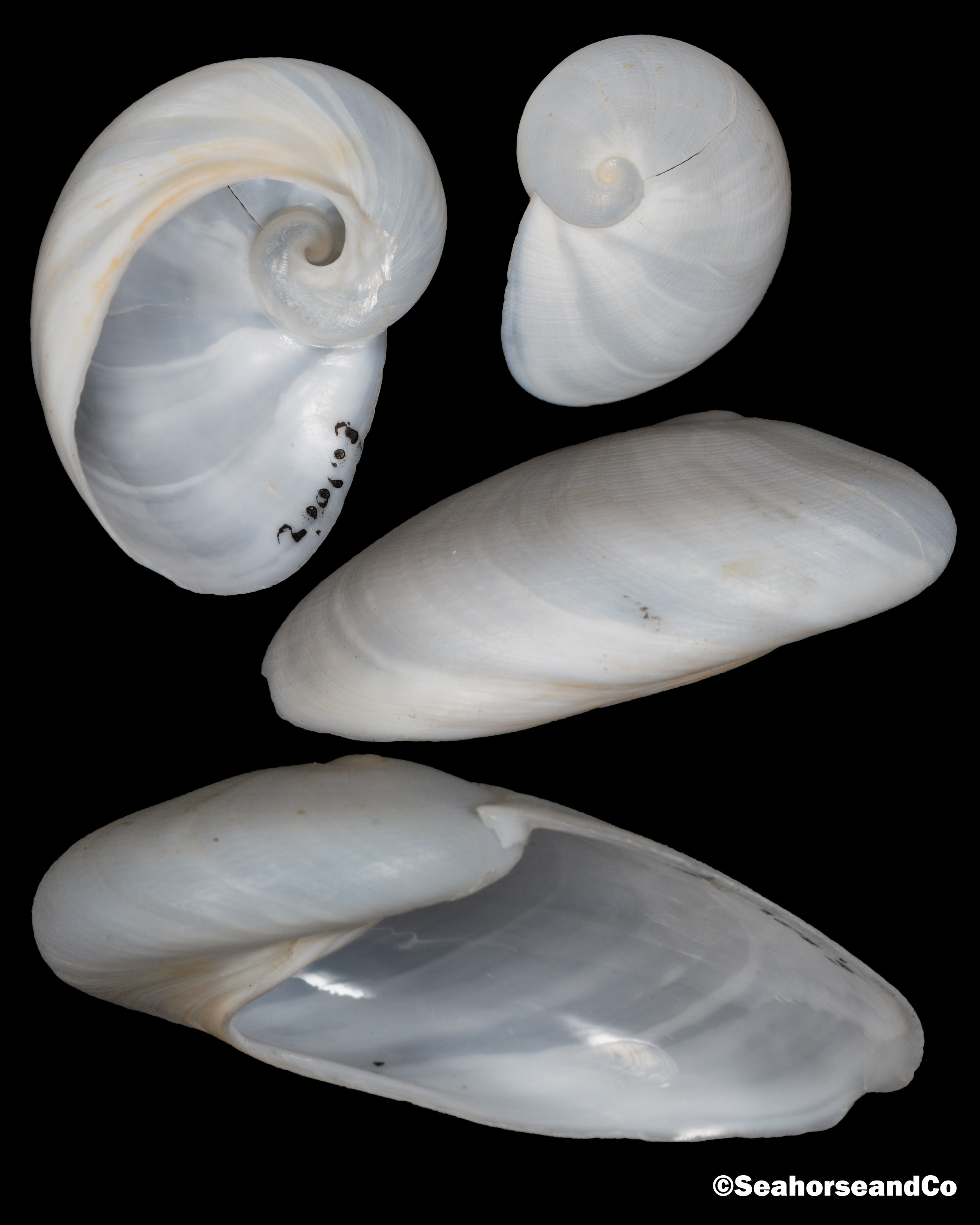 White Baby Ear: Sinum perspectivum (Say, 1831)