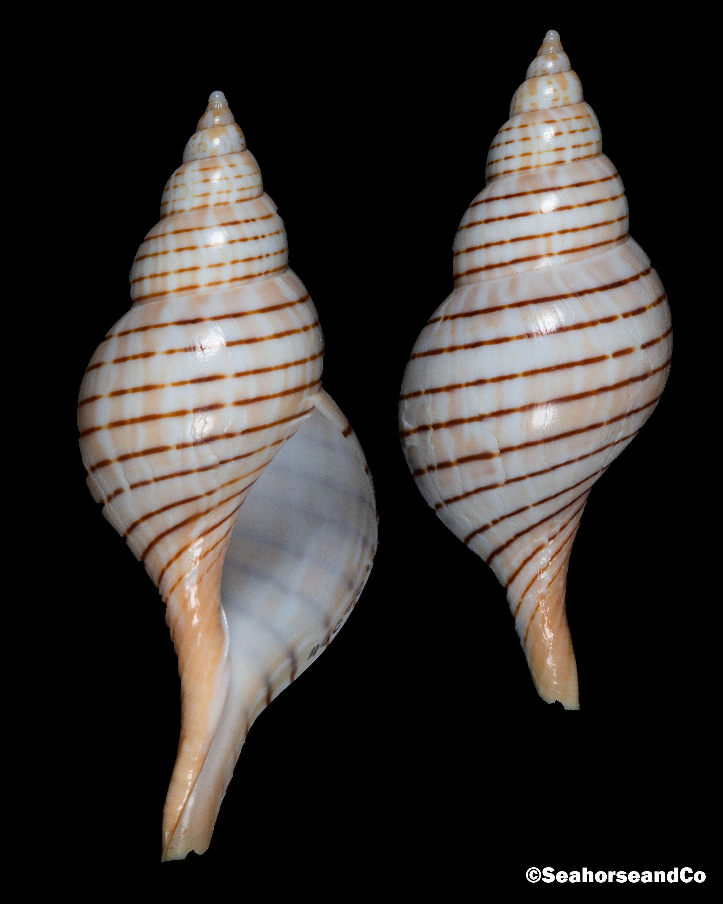 Banded Tulip: Cinctura lilium (Fischer von Waldheim, 1807)
