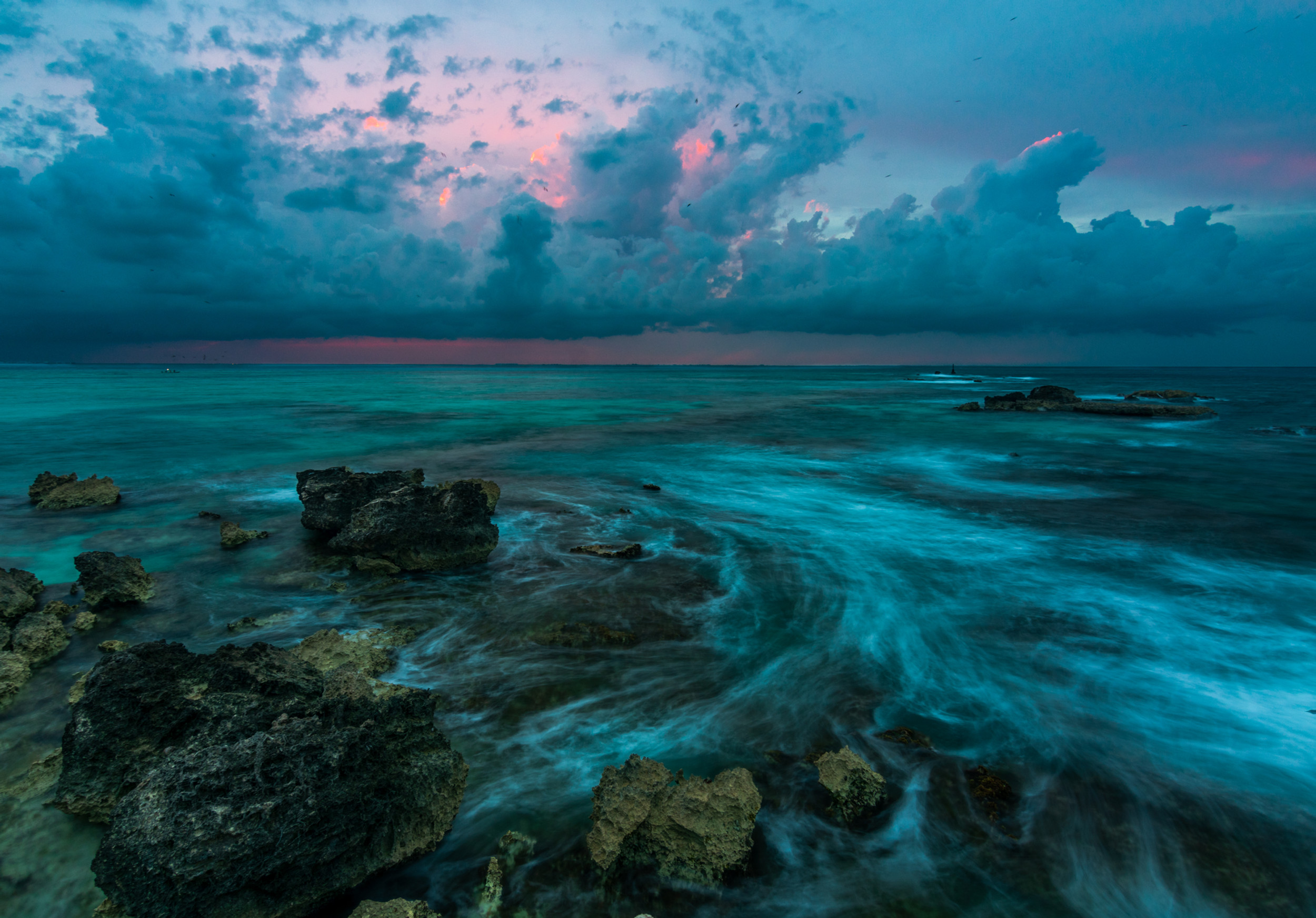 Mollusks and the Environment | Seahorse and Co