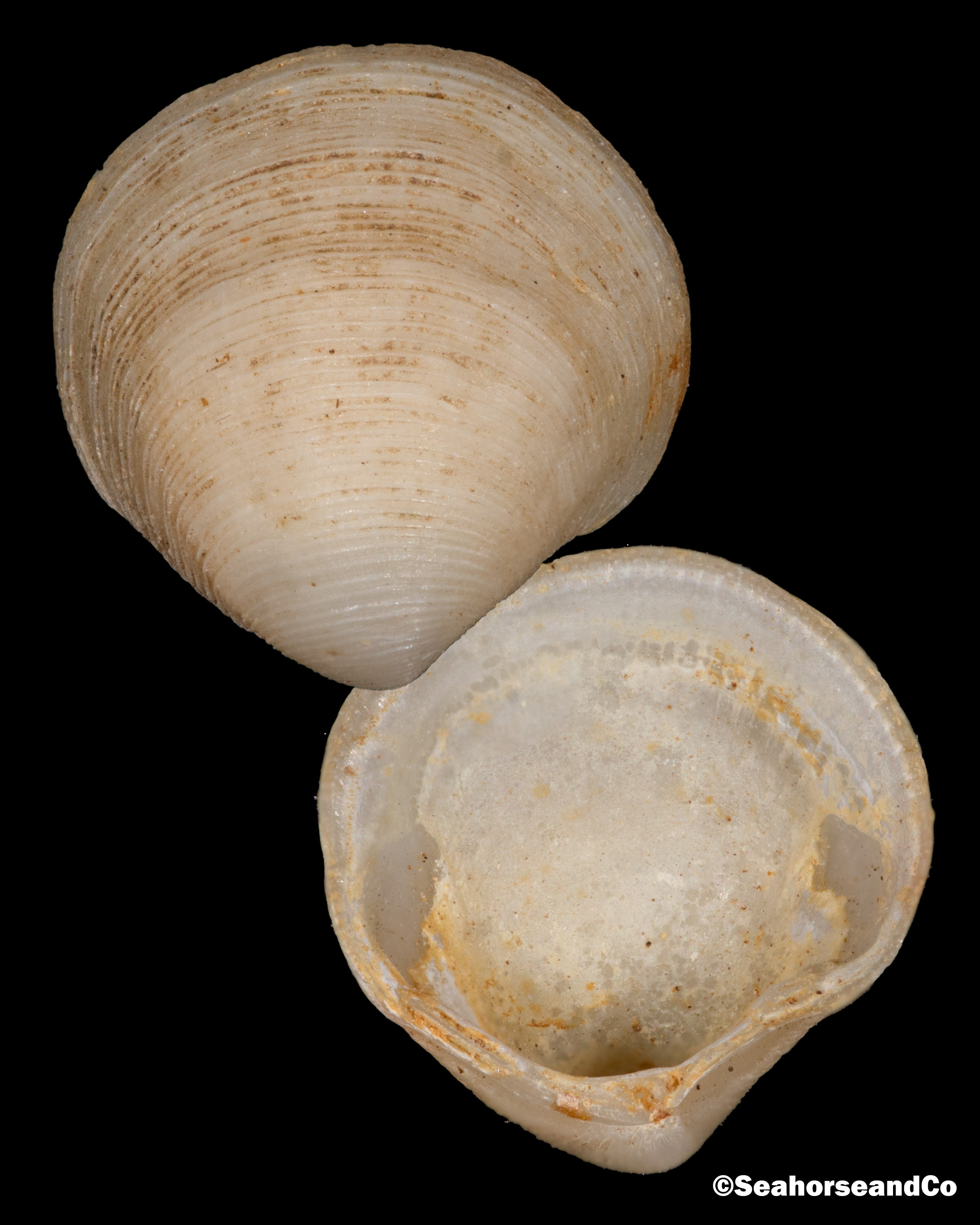 Many-lined Lucine: Parvilucina crenella (Dall, 1901)