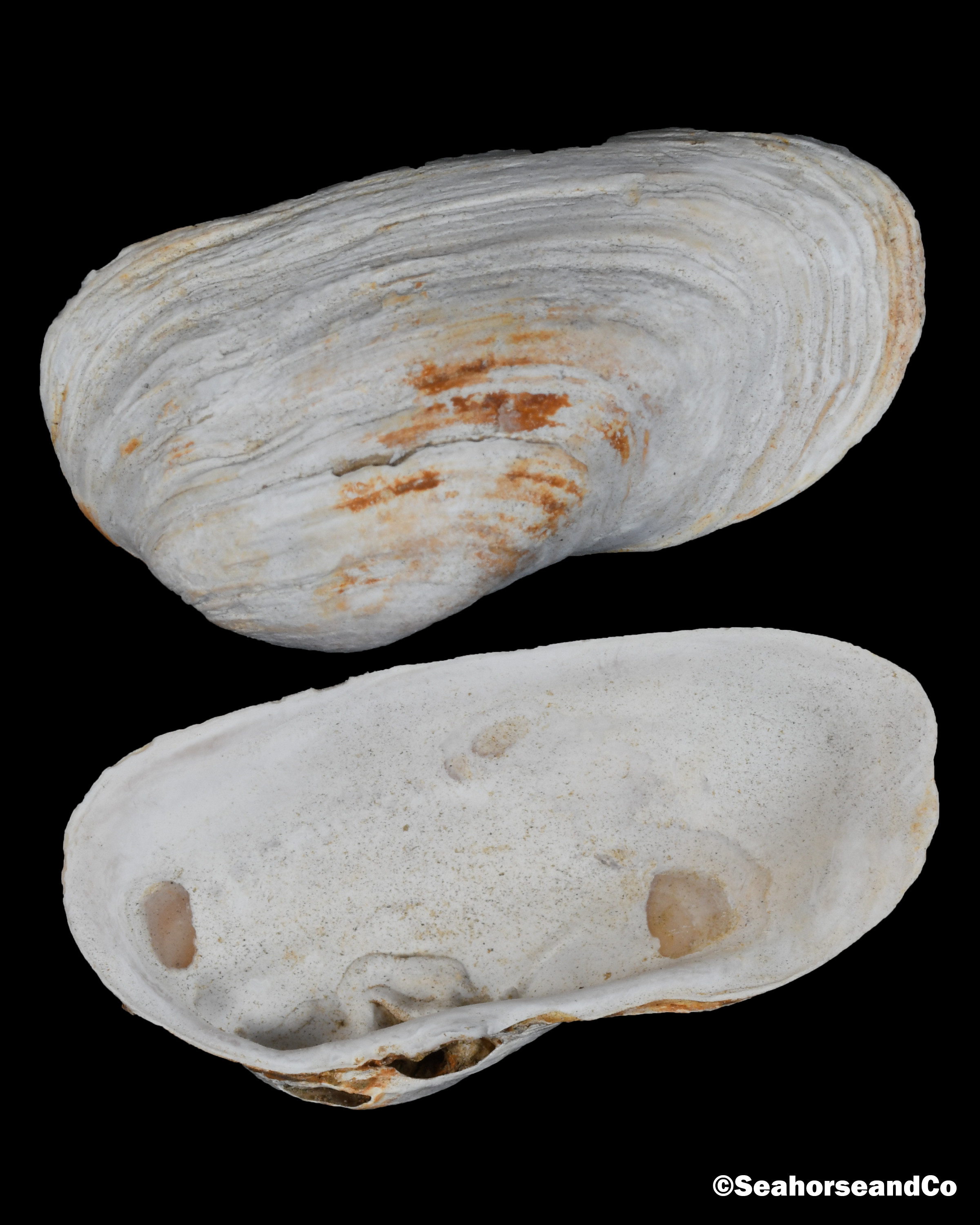 Wrinkled Rock Borer: Hiatella arctica (Linnaeus, 1767)