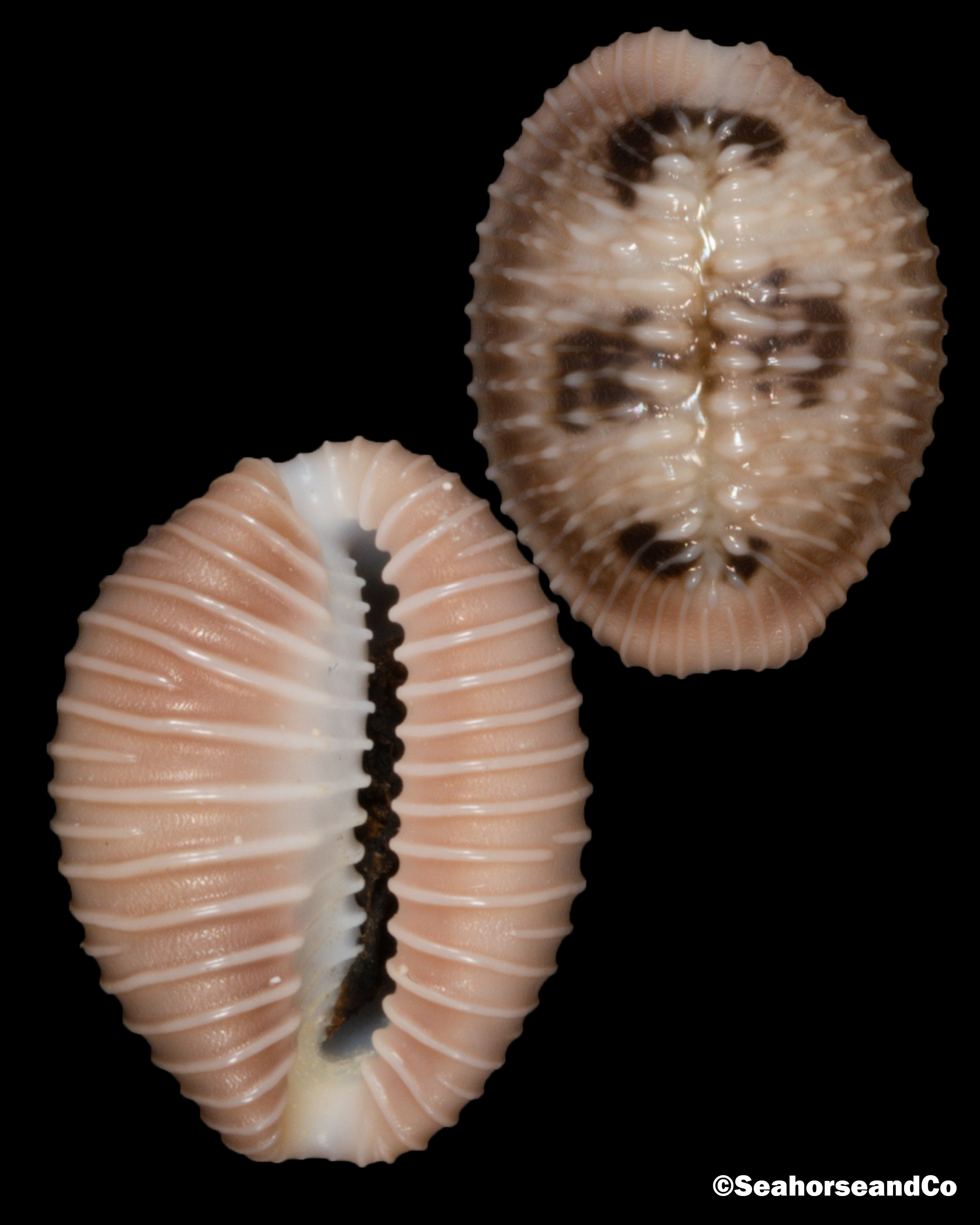 Coffeebean Trivia: Pusula pediculus (Linnaeus, 1758)