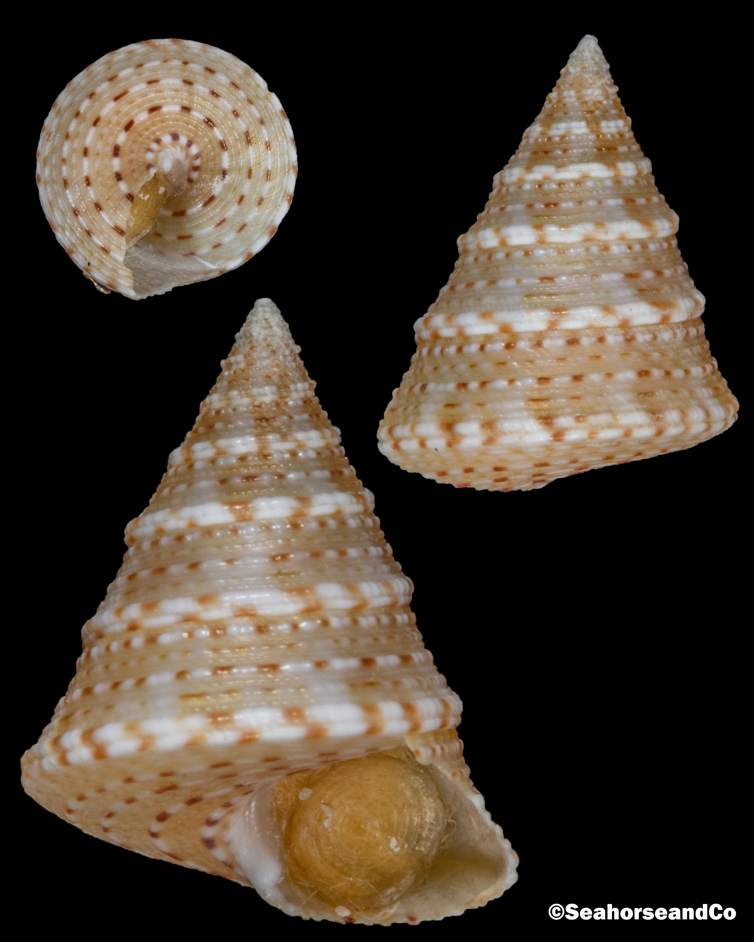 Beautiful Top Snail: Calliostoma pulchrum (C. B. Adams, 1850)