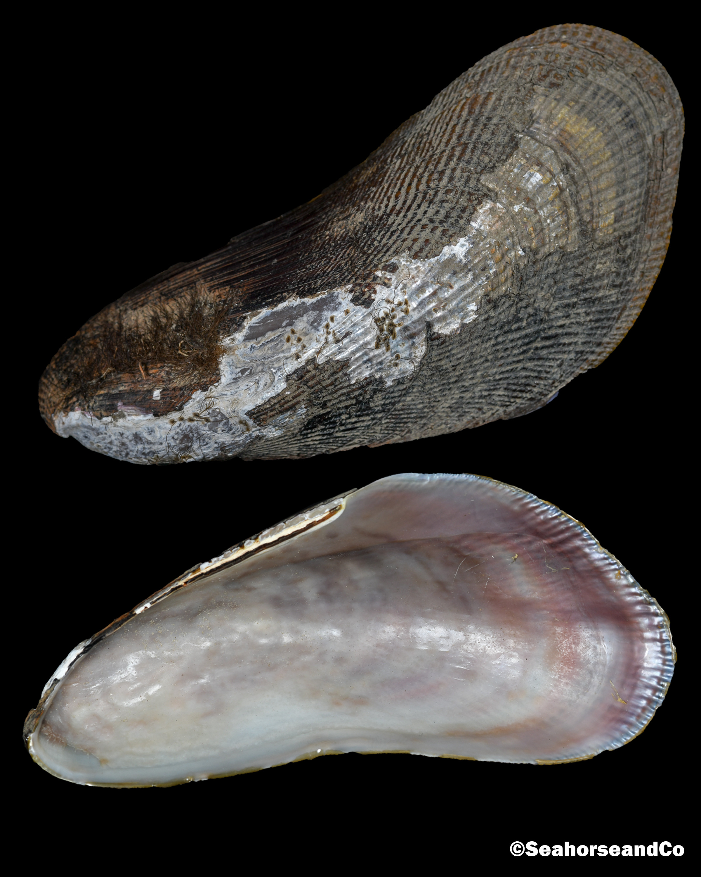 Atlantic Ribbed Mussel: Geukensia demissa (Dillwyn, 1817)