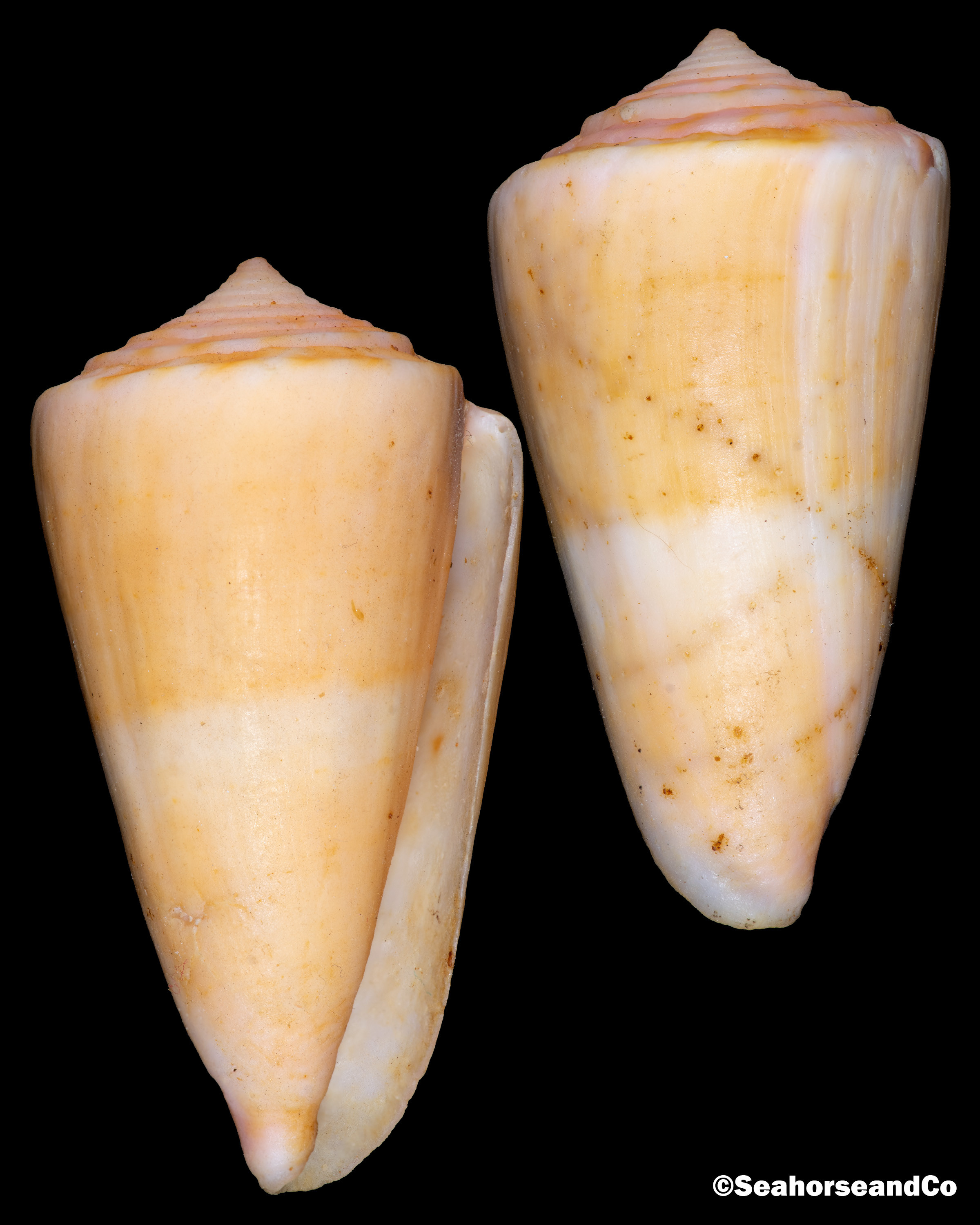 Carrot Cone: Conus daucus Hwass, 1792