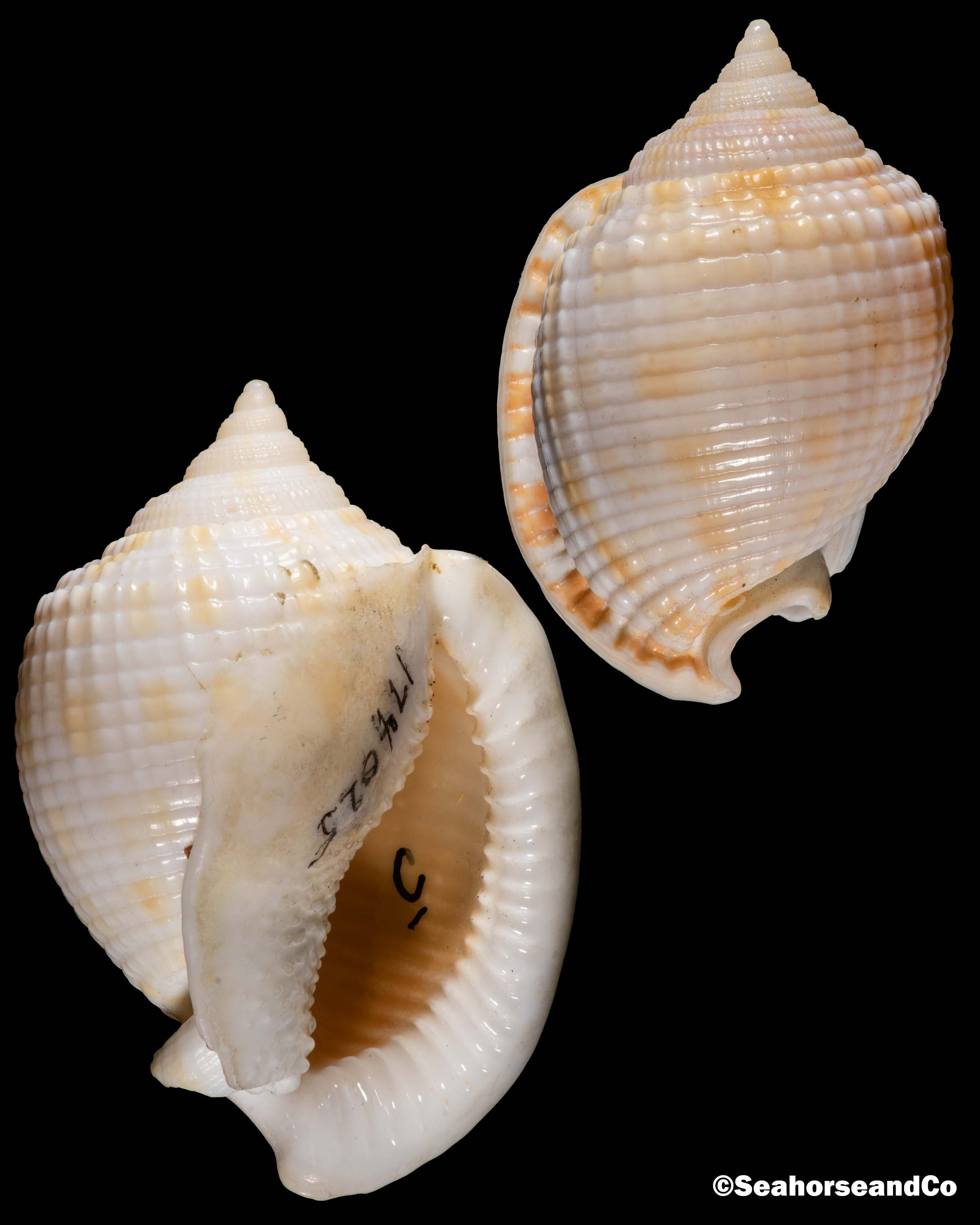 Scotch Bonnet Snail: Semicassis granulata (Born, 1778)