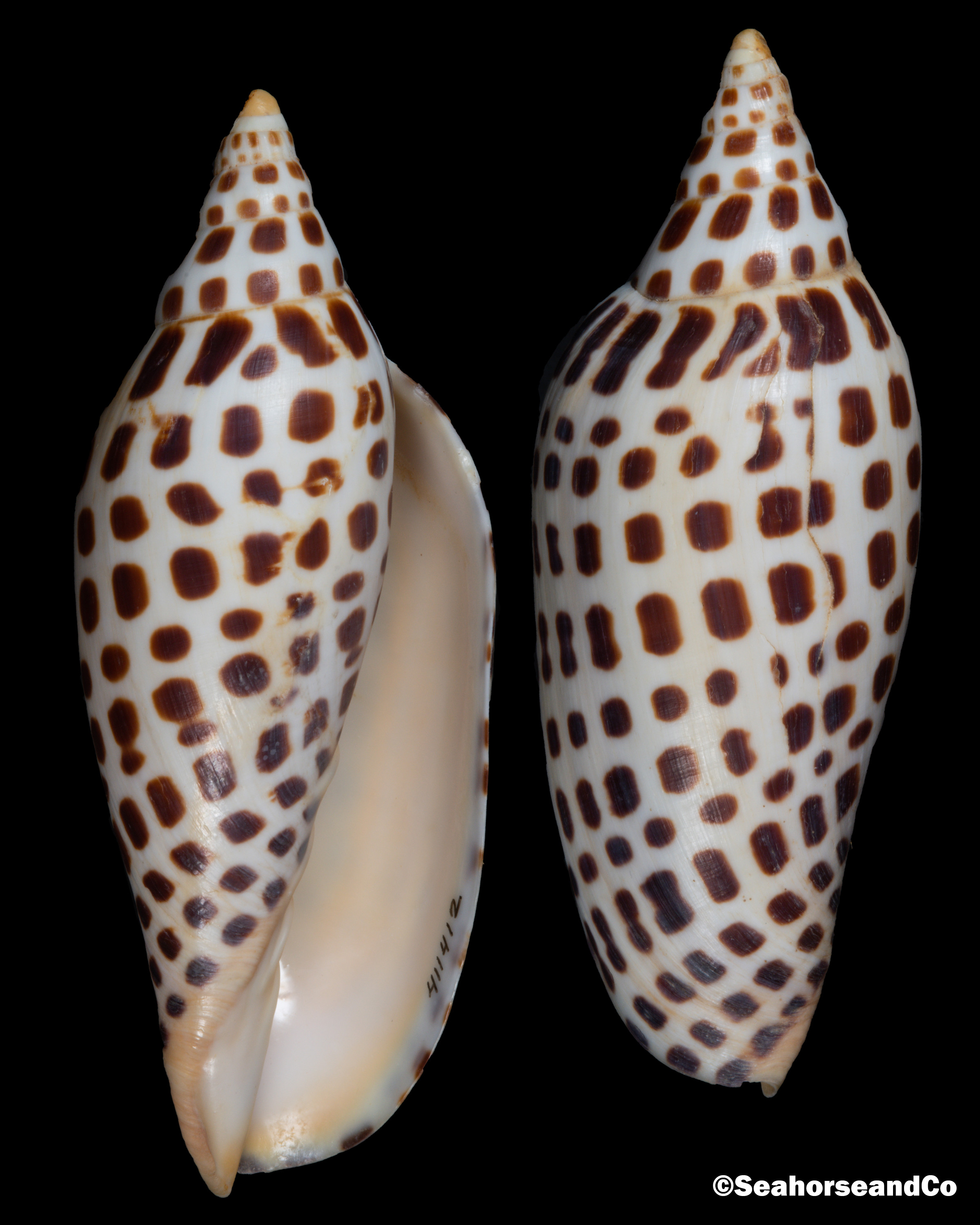 Junonia: Scaphella junonia (Lamarck, 1804)