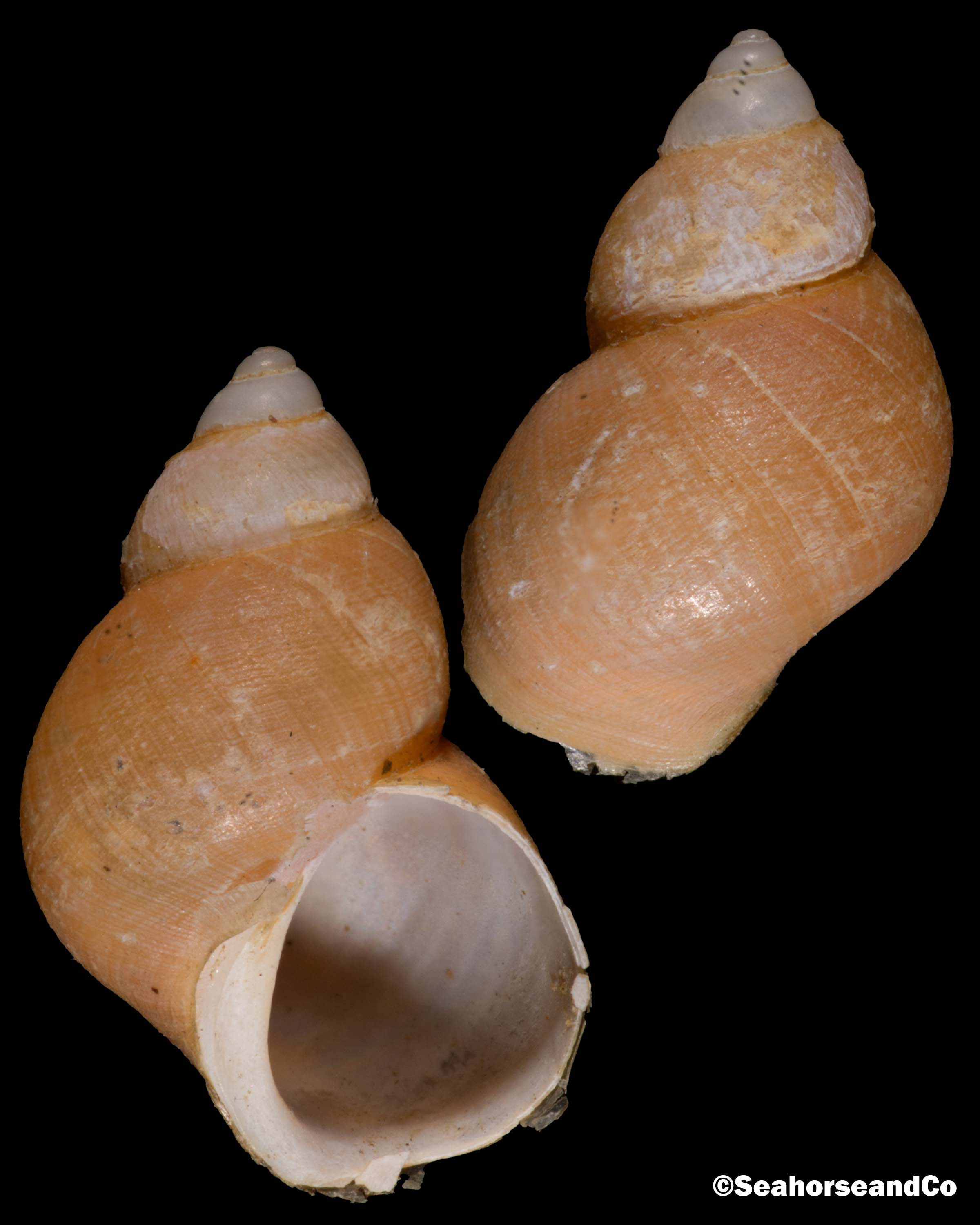 Northern Lacuna: Lacuna vincta (Montagu, 1803)