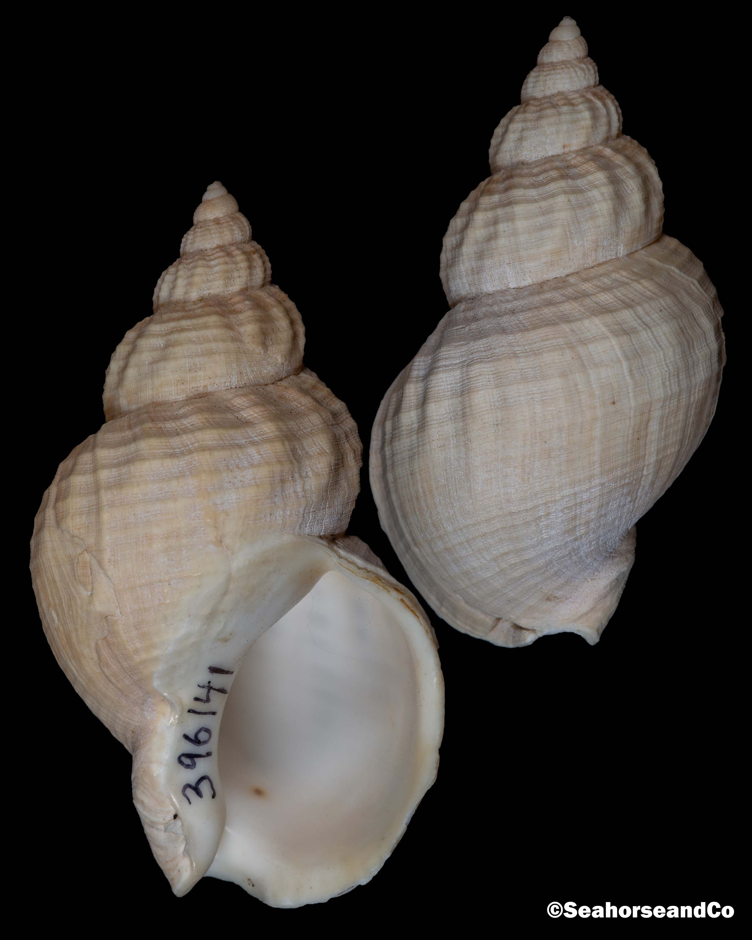 Common Whelk