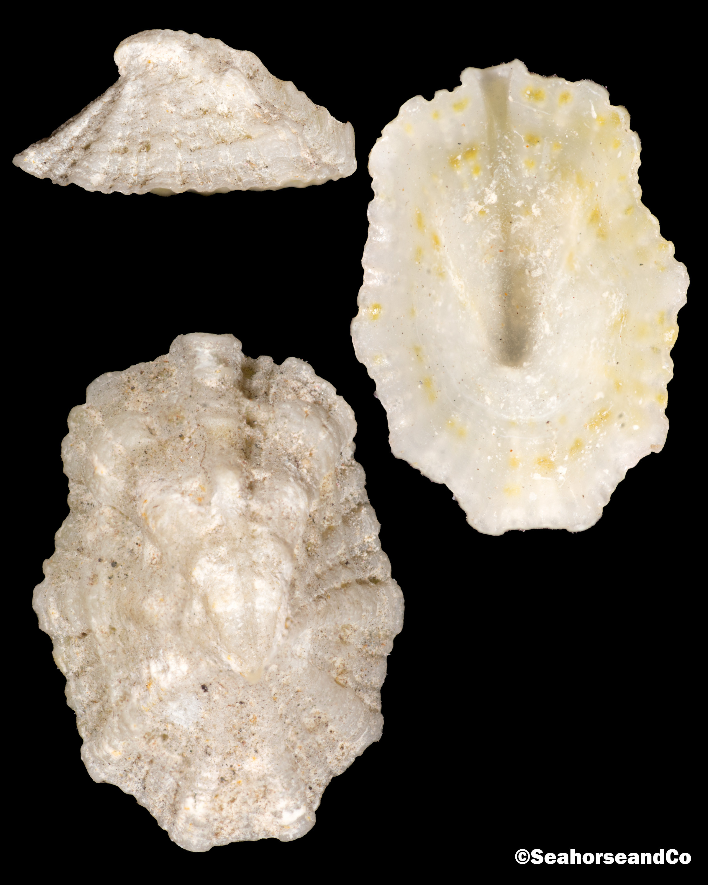 Emarginate Limpet: Montfortia emarginata (Blainville, 1825)