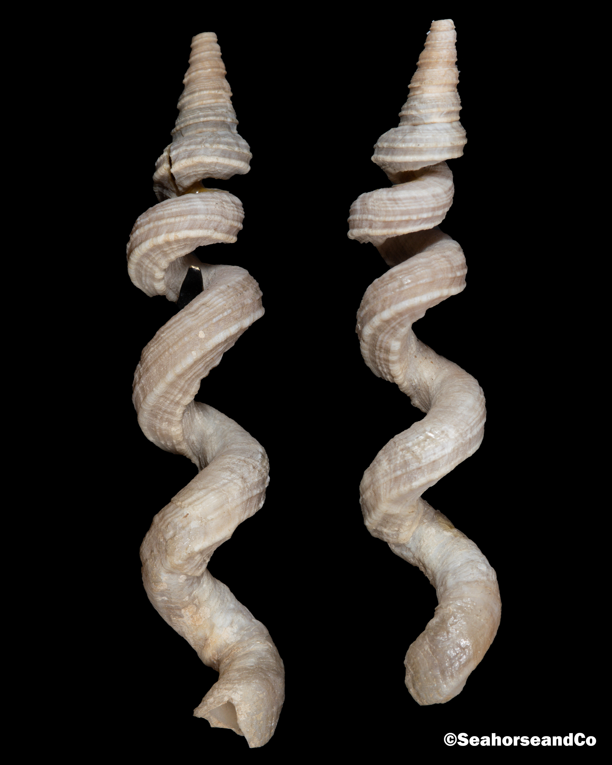 Northern Worm Snail: Vermicularia radicula (Stimpson, 1851)