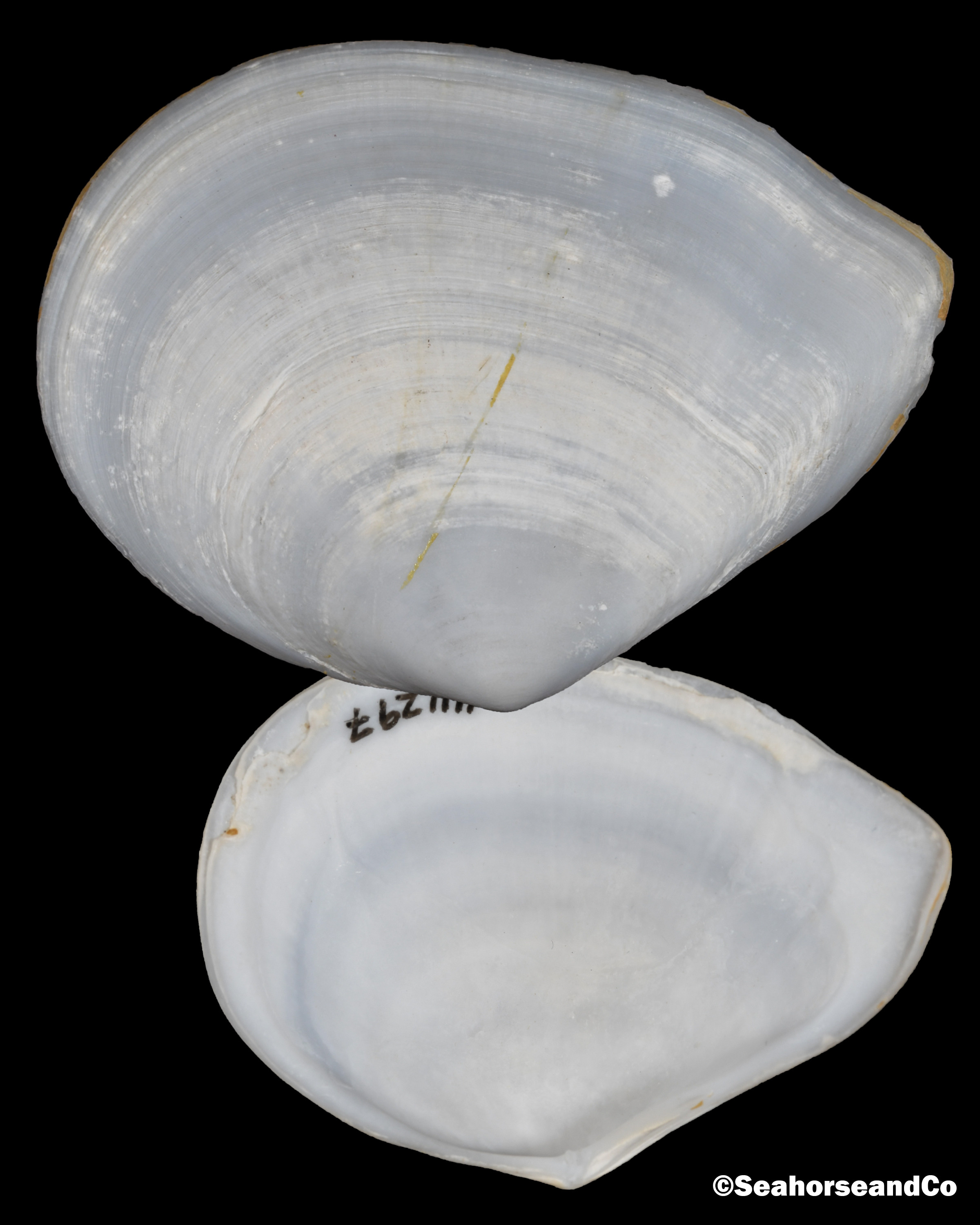 Constricted Macoma: Austromacoma constricta (Bruguiere, 1792)