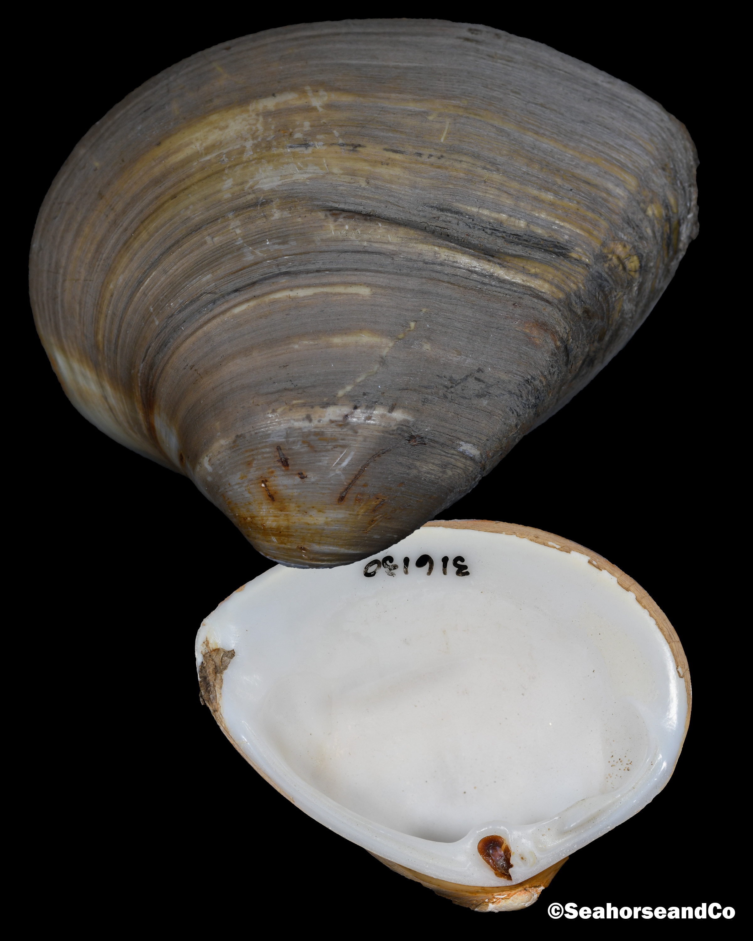 Atlantic Rangia: Rangia cuneata (G. B. Sowerby I, 1832)