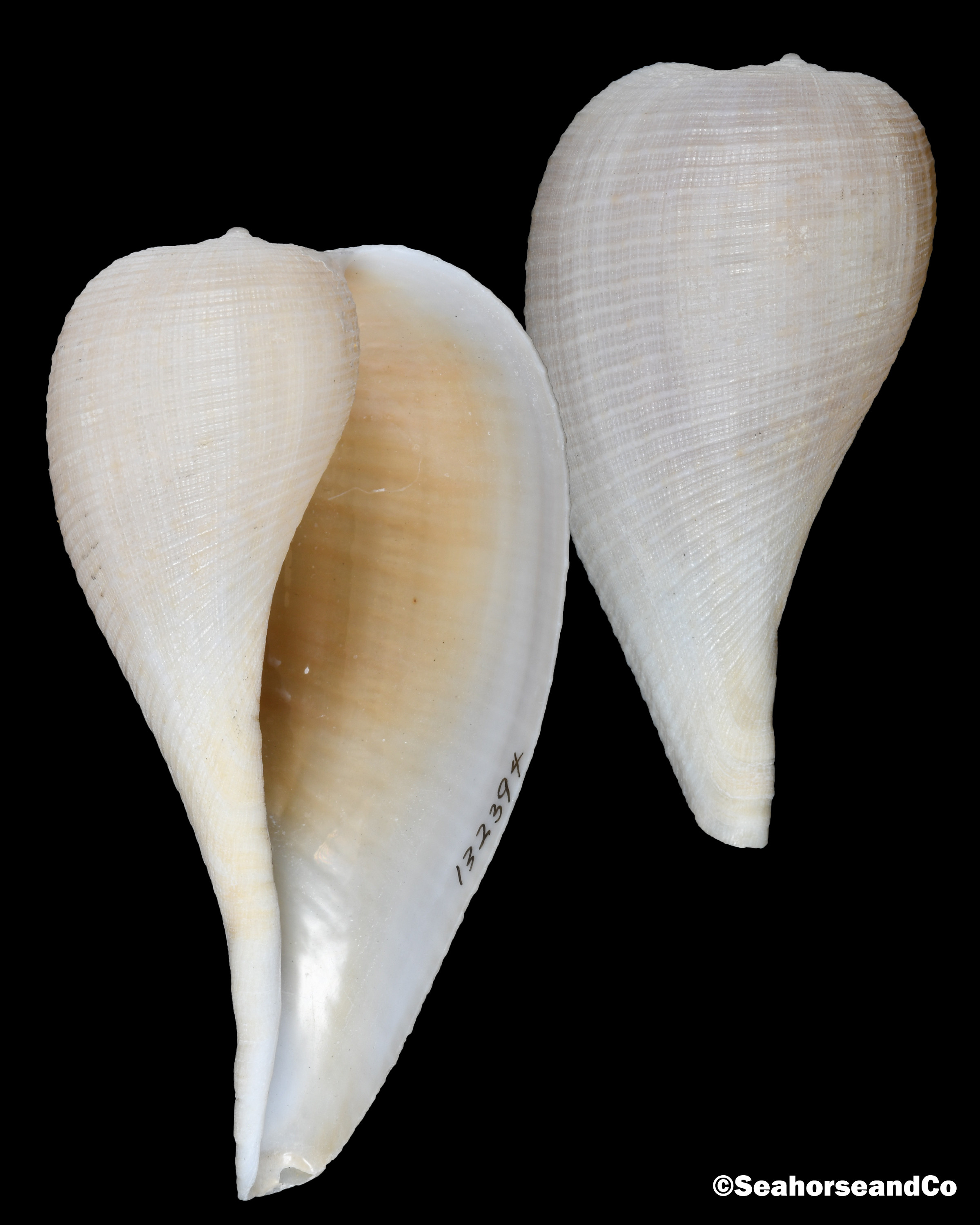 Atlantic Fig Snail: Ficus papyratia (Say, 1822)