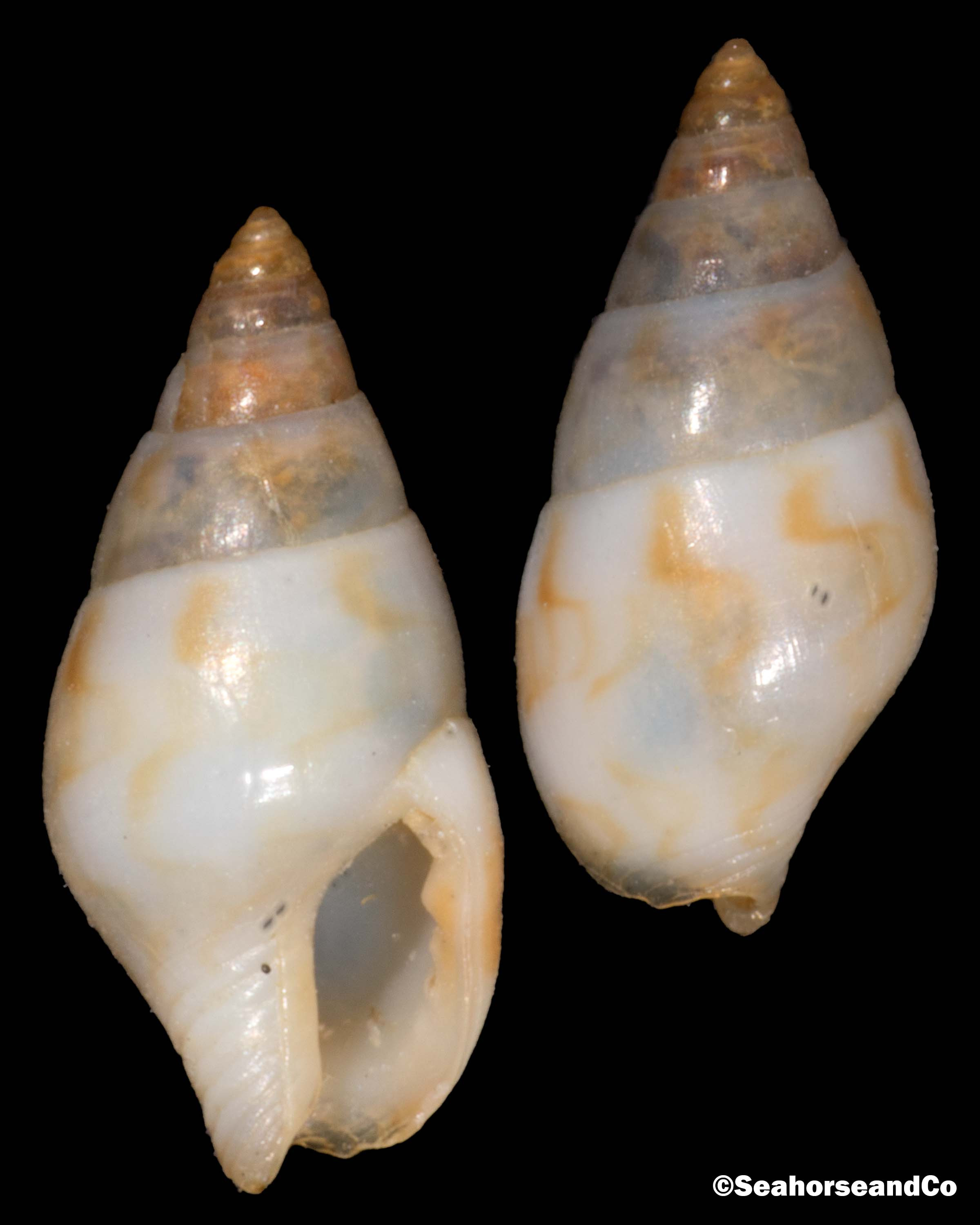 Lunar Dovesnail: Astyris lunata (Say, 1826)