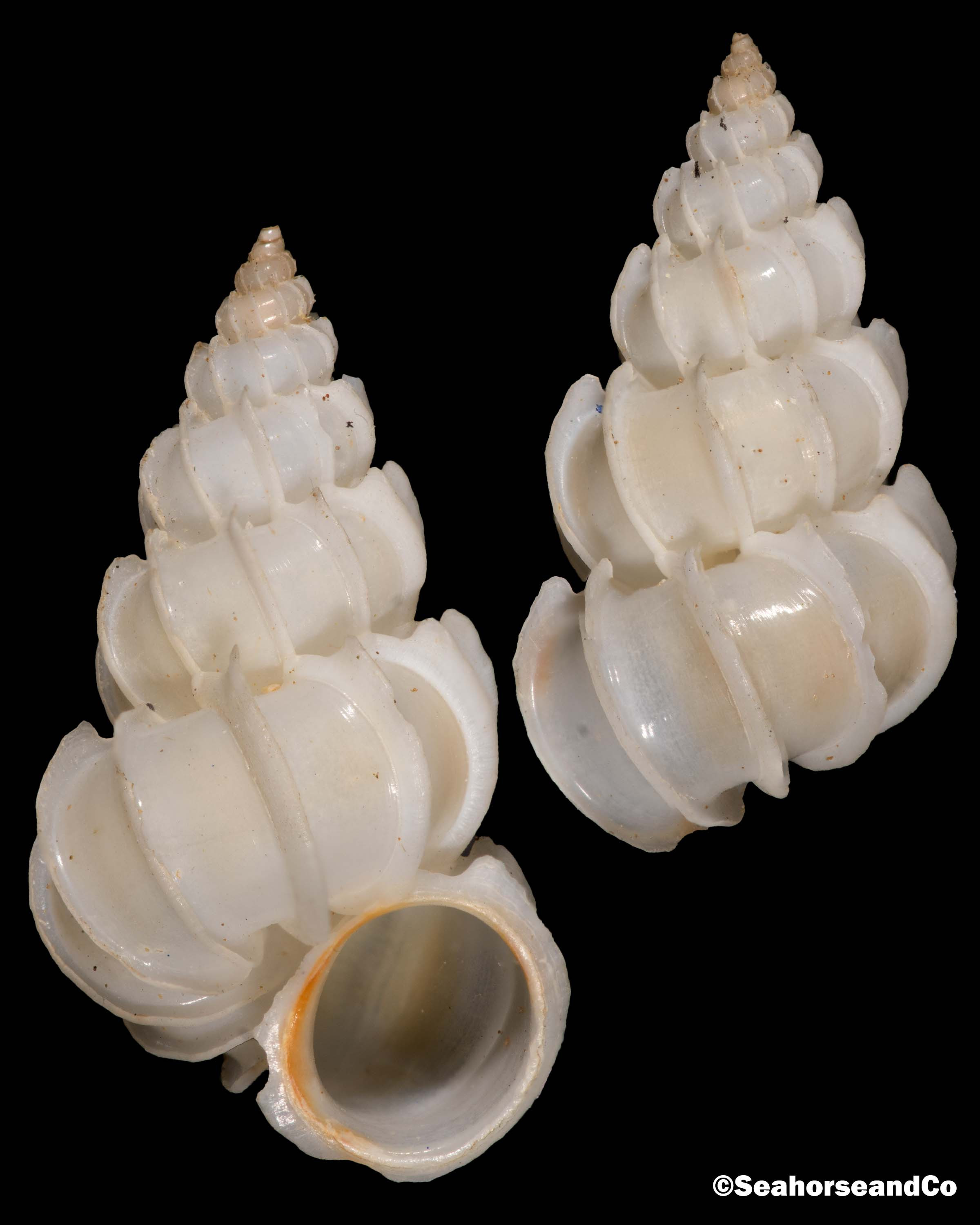 Kreb's Wentletrap: Epitonium krebsii (Mörch, 1875)