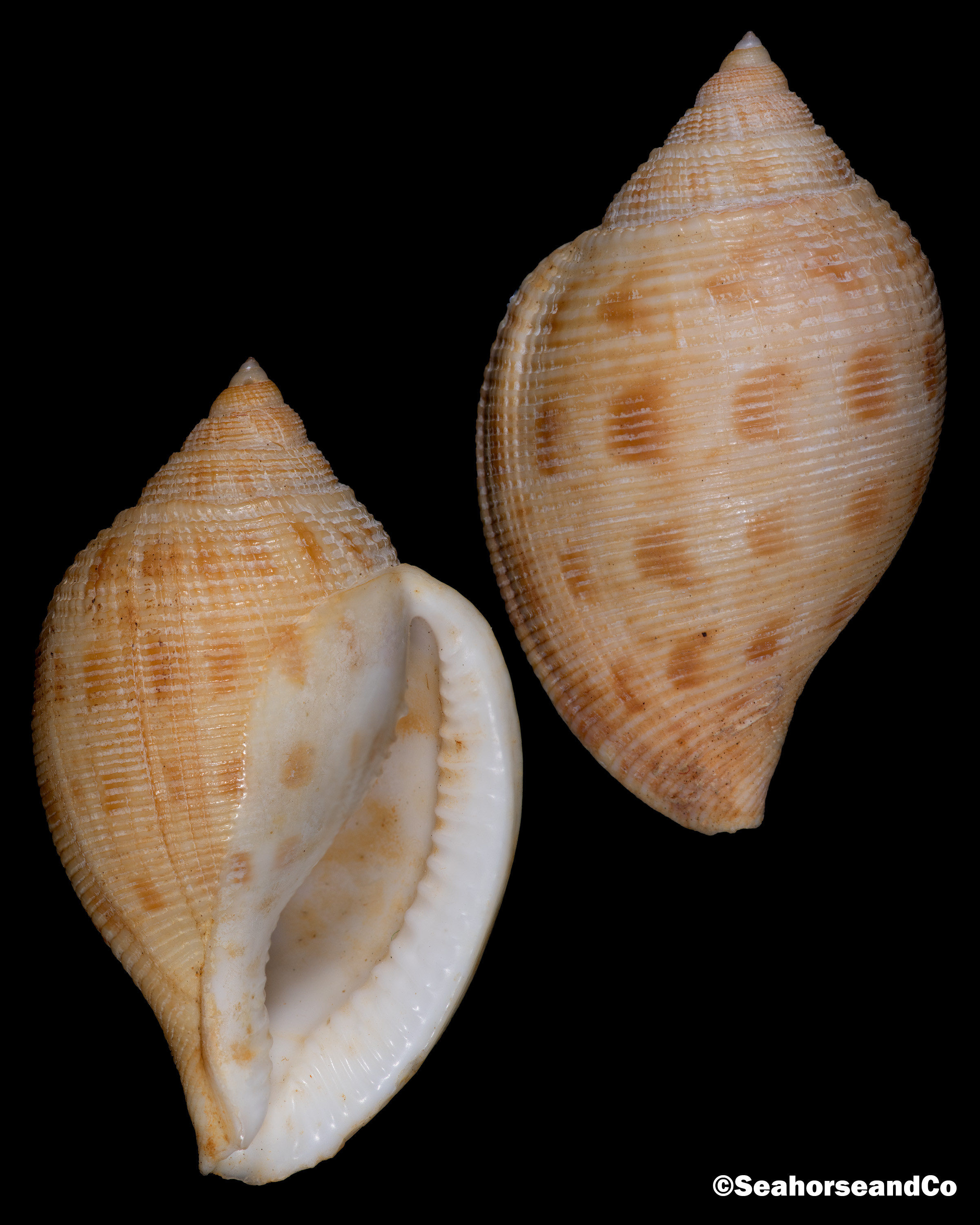 Royal Bonnet Snail