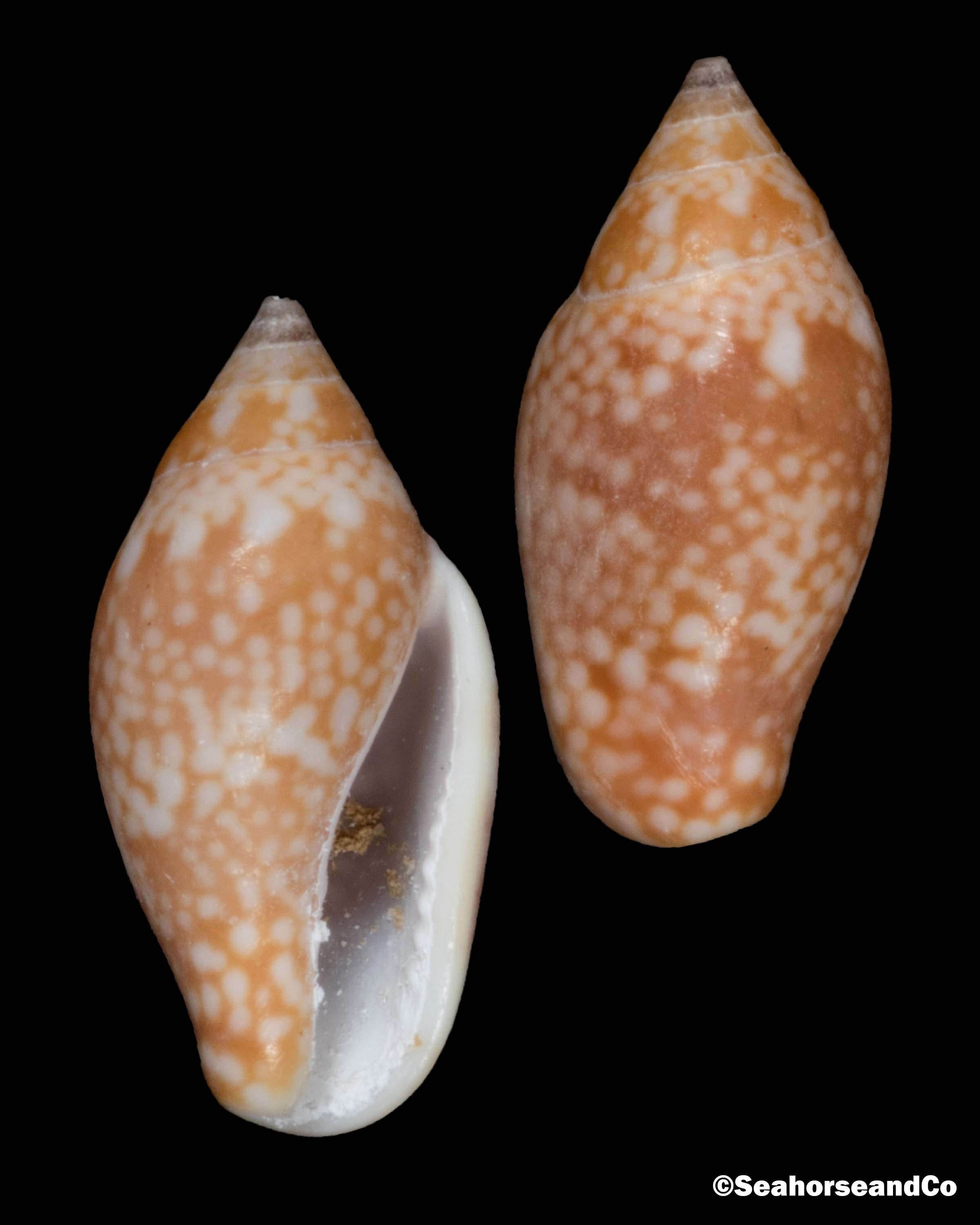 Glossy Dove Shell: Nitidella nitida (Lamarck, 1822)