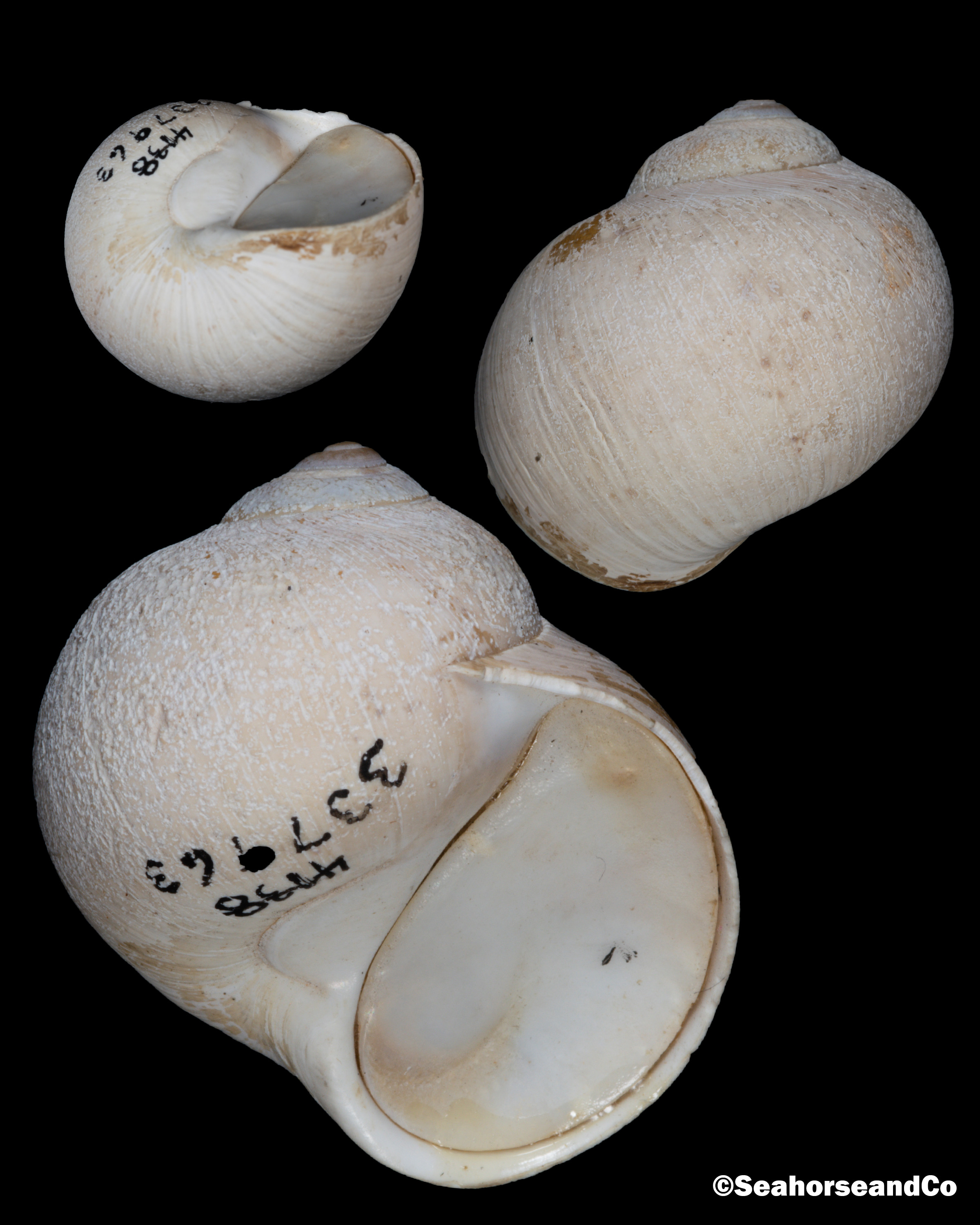 Arctic Moonsnail: Cryptonatica affinis (Gmelin, 1791)