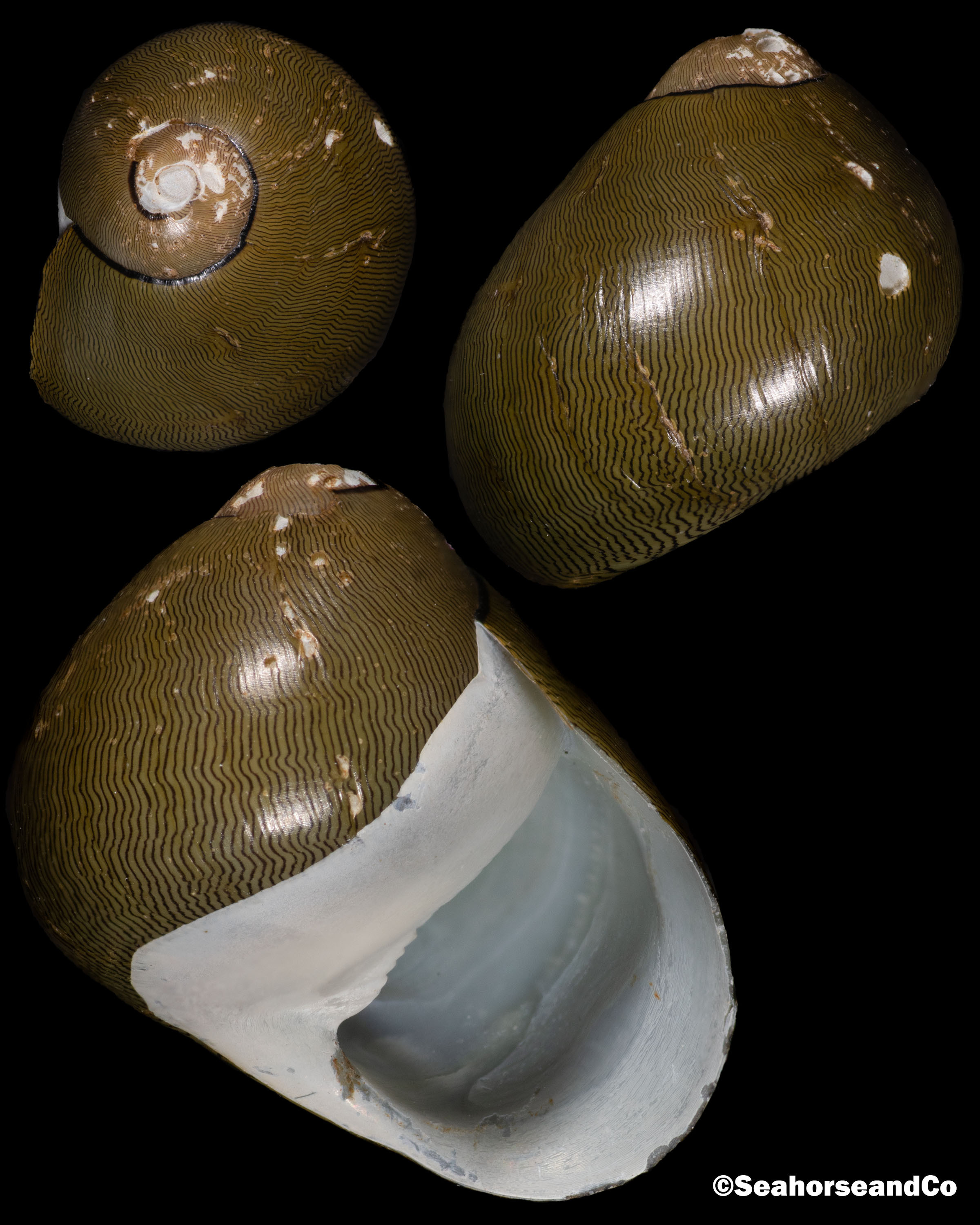 Clench's Nerite: Vitta clenchi (H. D. Russell, 1940)