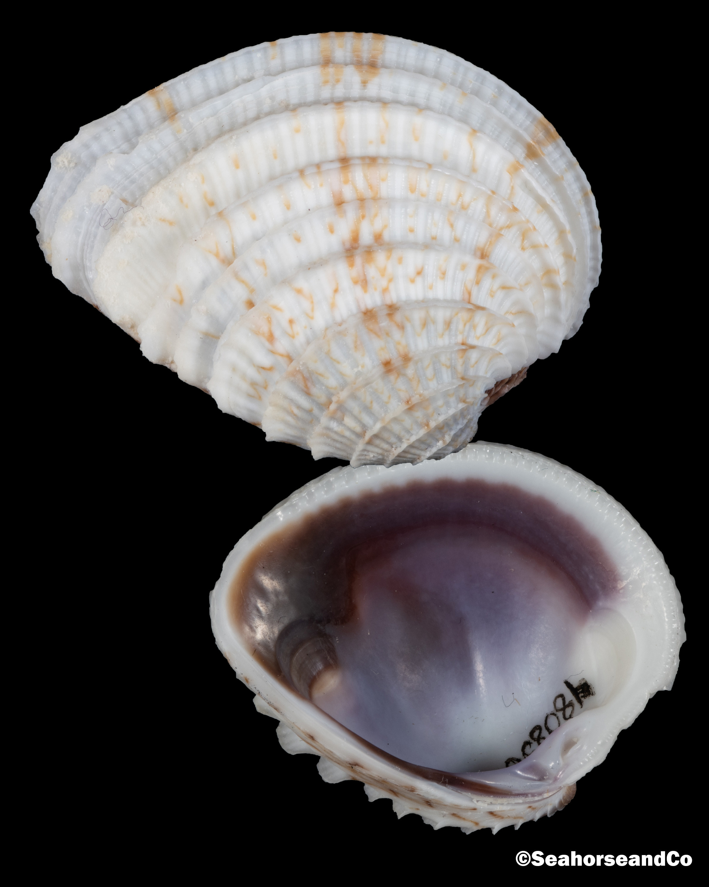 Caribbean Cross-barred Venus: Chione cancellata (Linnaeus, 1767)