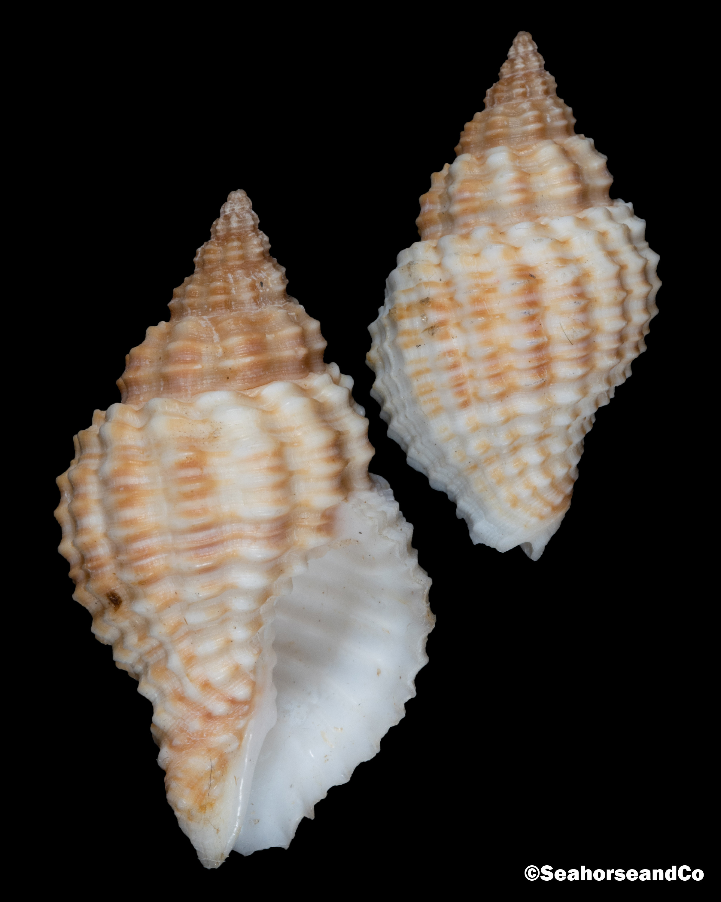 Cancellate Cantharus: Solenosteira cancellaria (Conrad, 1846)