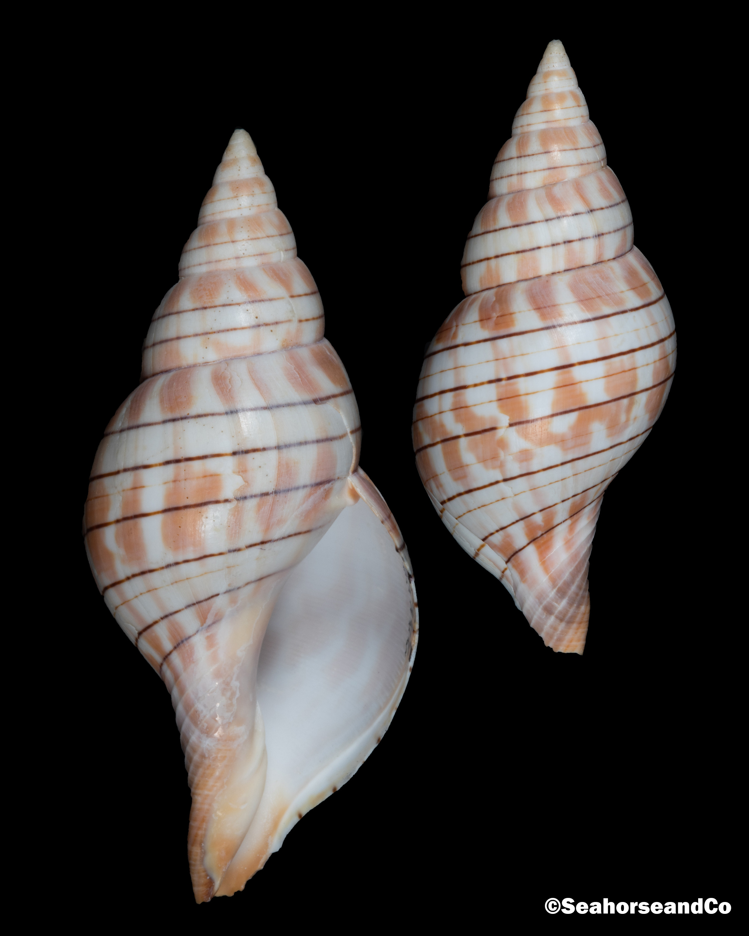 Eastern Banded Tulip: Cinctura hunteria (G. Perry, 1811)