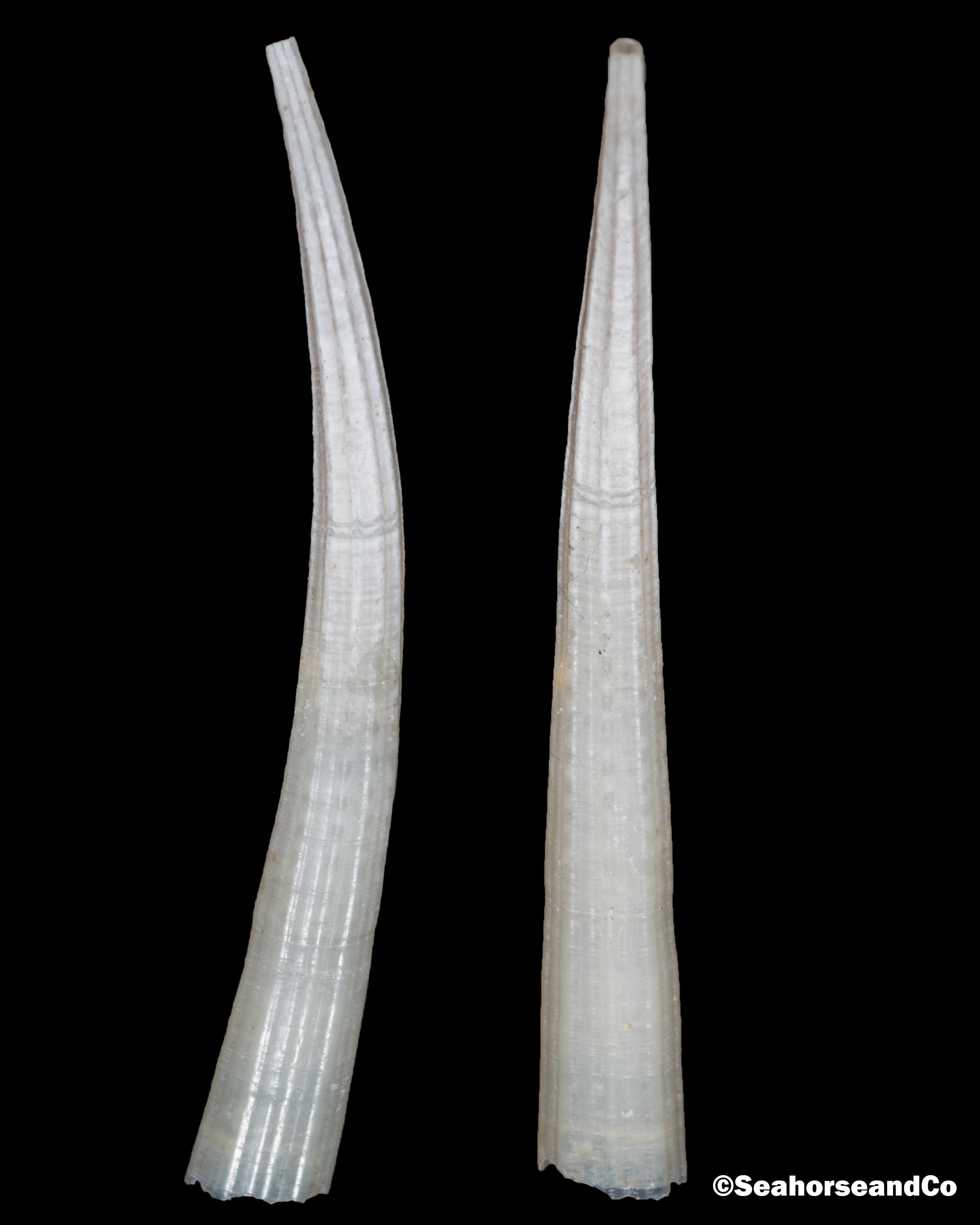 Pilsbry Tusk Shell: Antalis pilsbryi (Rehder, 1942)