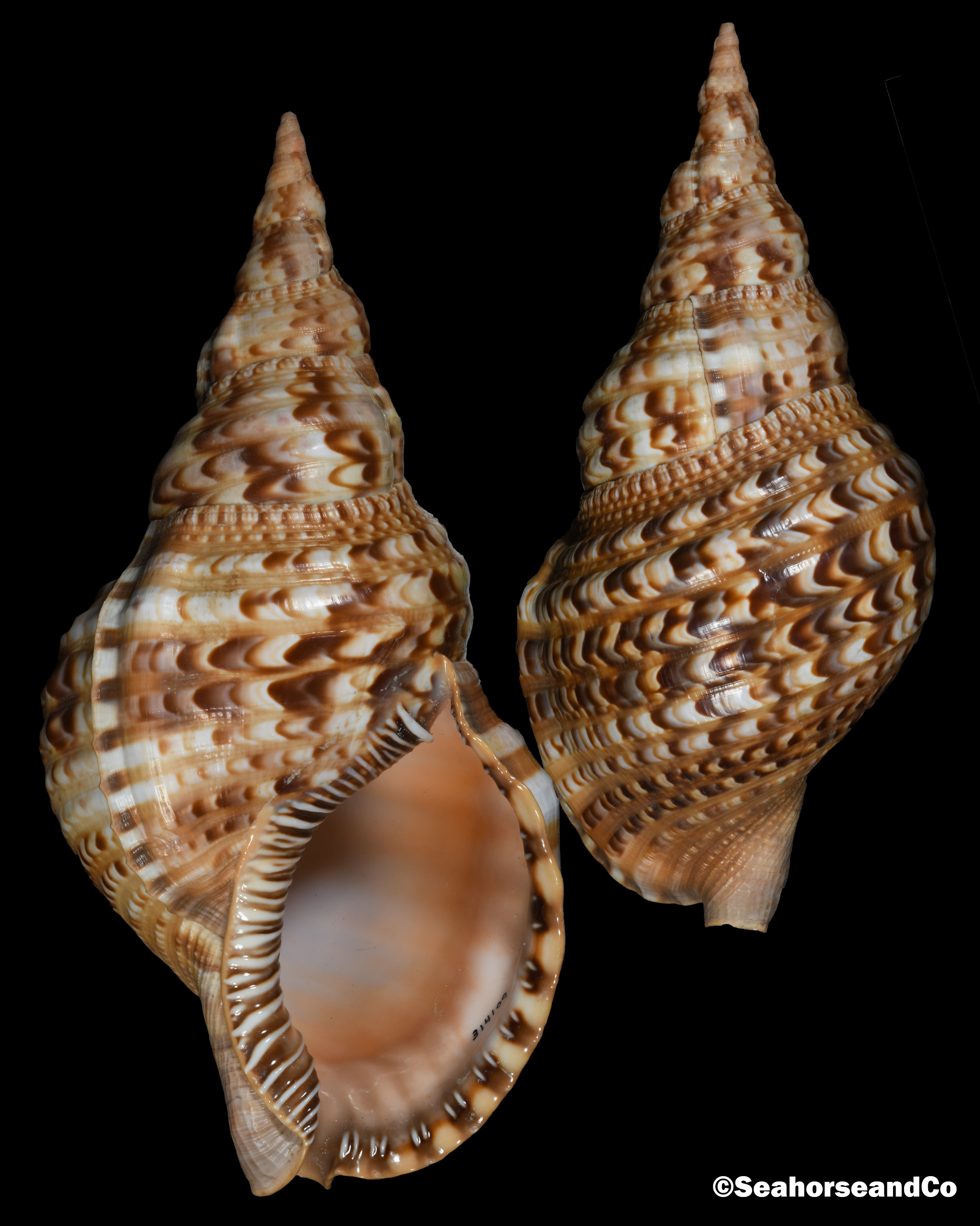 Atlantic Triton Snail: Charonia variegata (Lamarck, 1816)