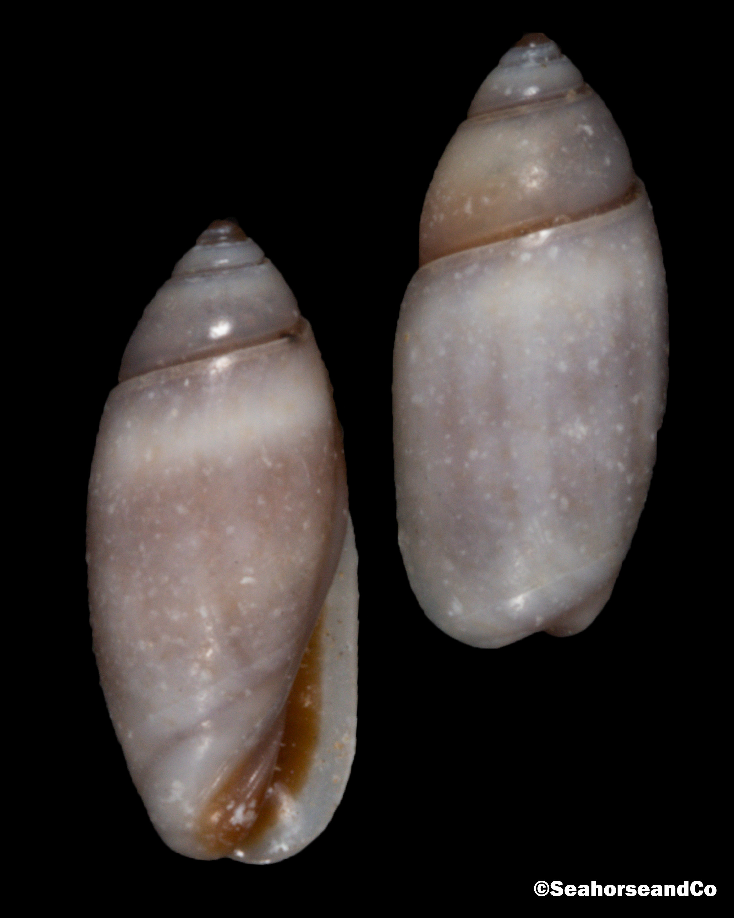 Tiny Dwarf Olive: Olivella pusilla (Marrat, 1871)