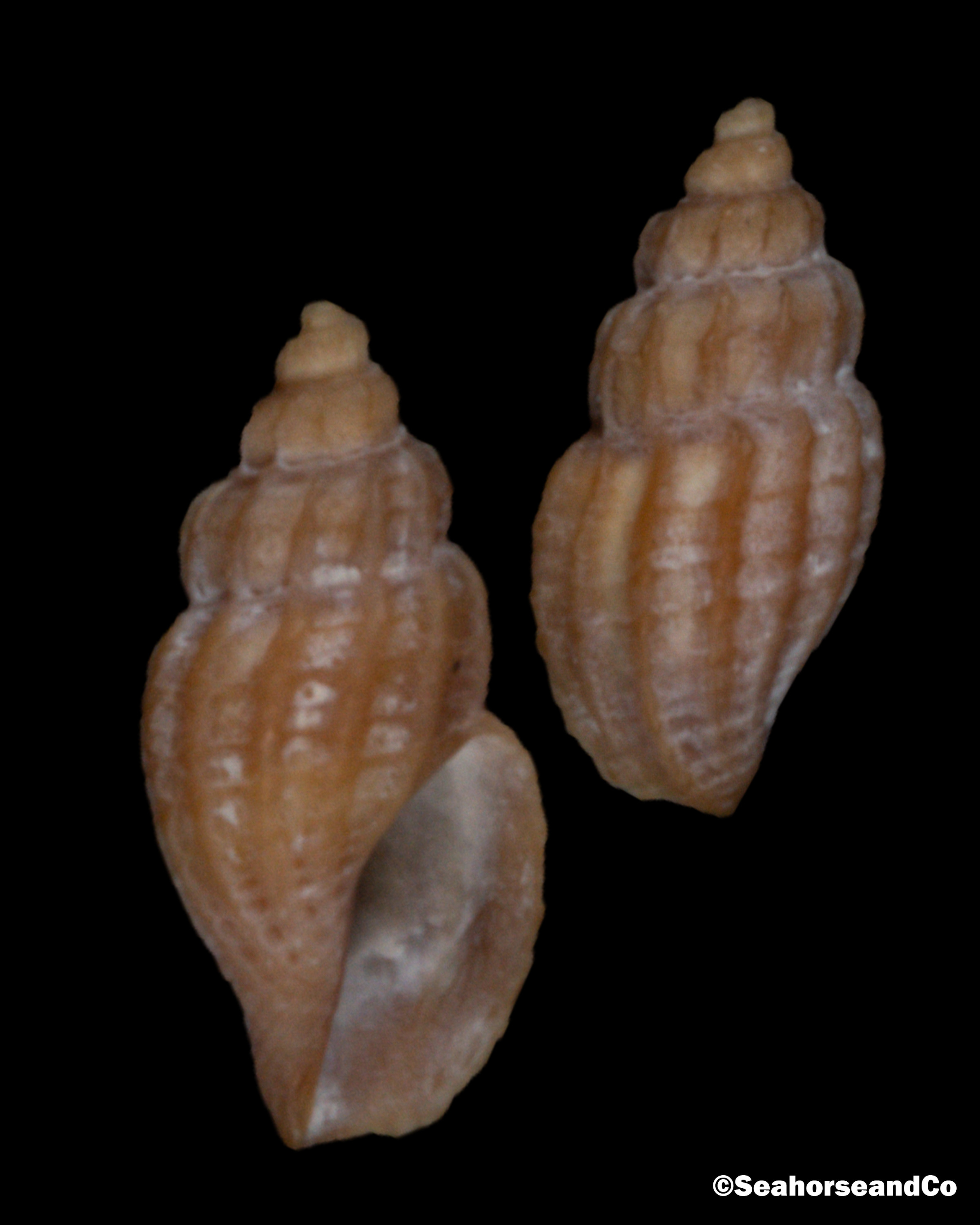 Plicate Mangelia: Pyrgocythara plicosa (C. B. Adams, 1850)