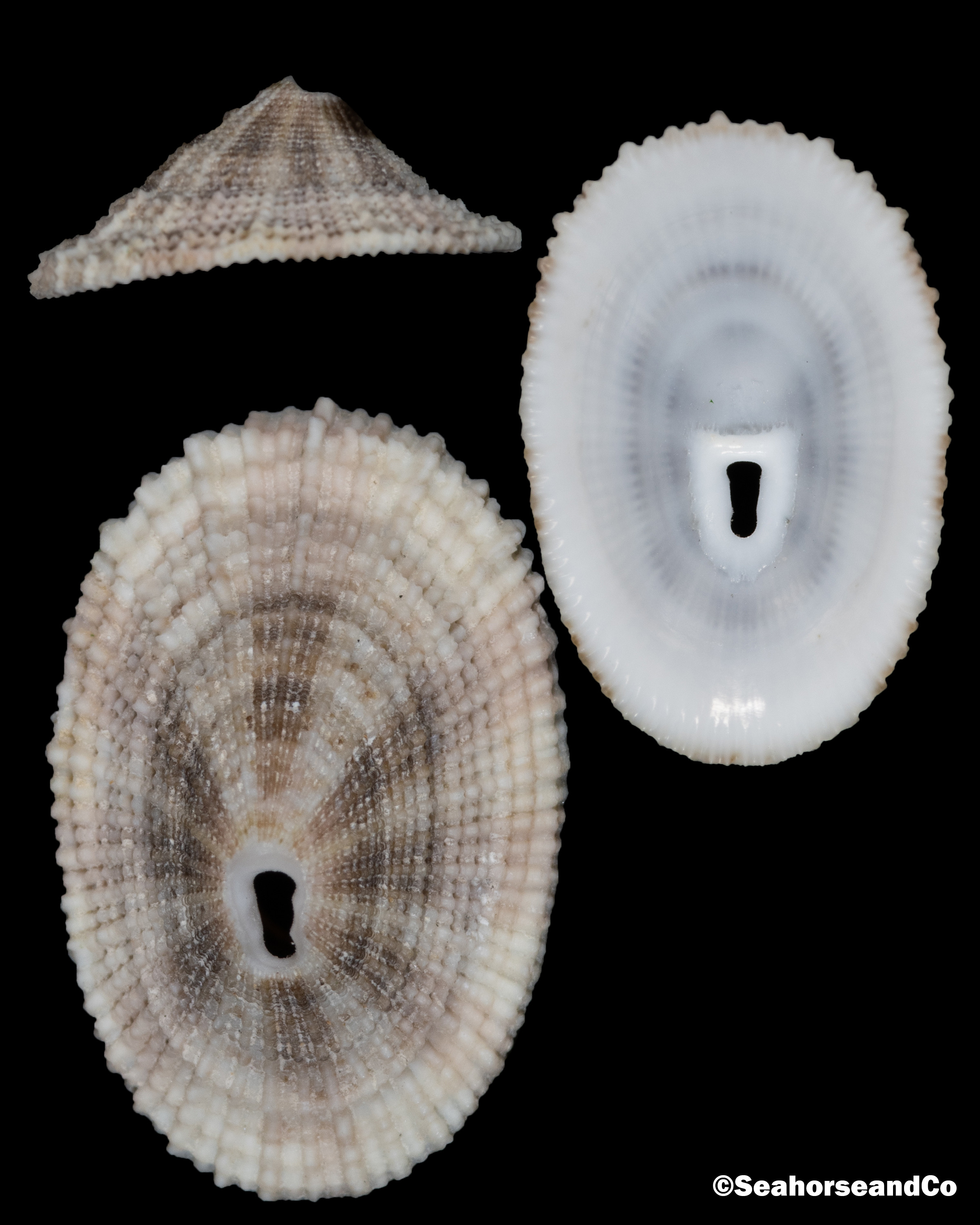 Cayenne Keyhole Limpet: Diodora cayenensis (Lamarck, 1822)