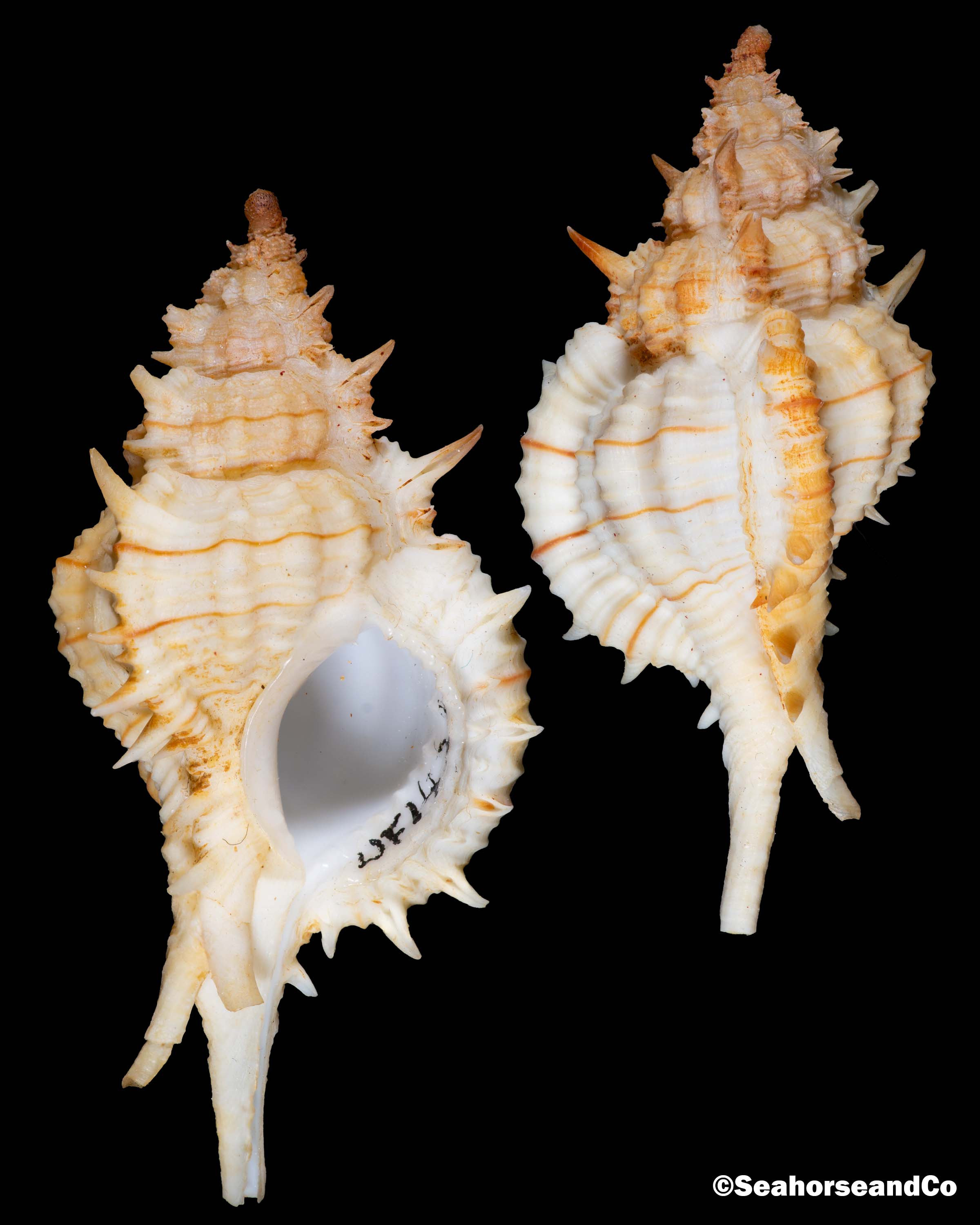 Ciboney Murex: Siratus ciboney (Clench & Pérez Farfante, 1945)