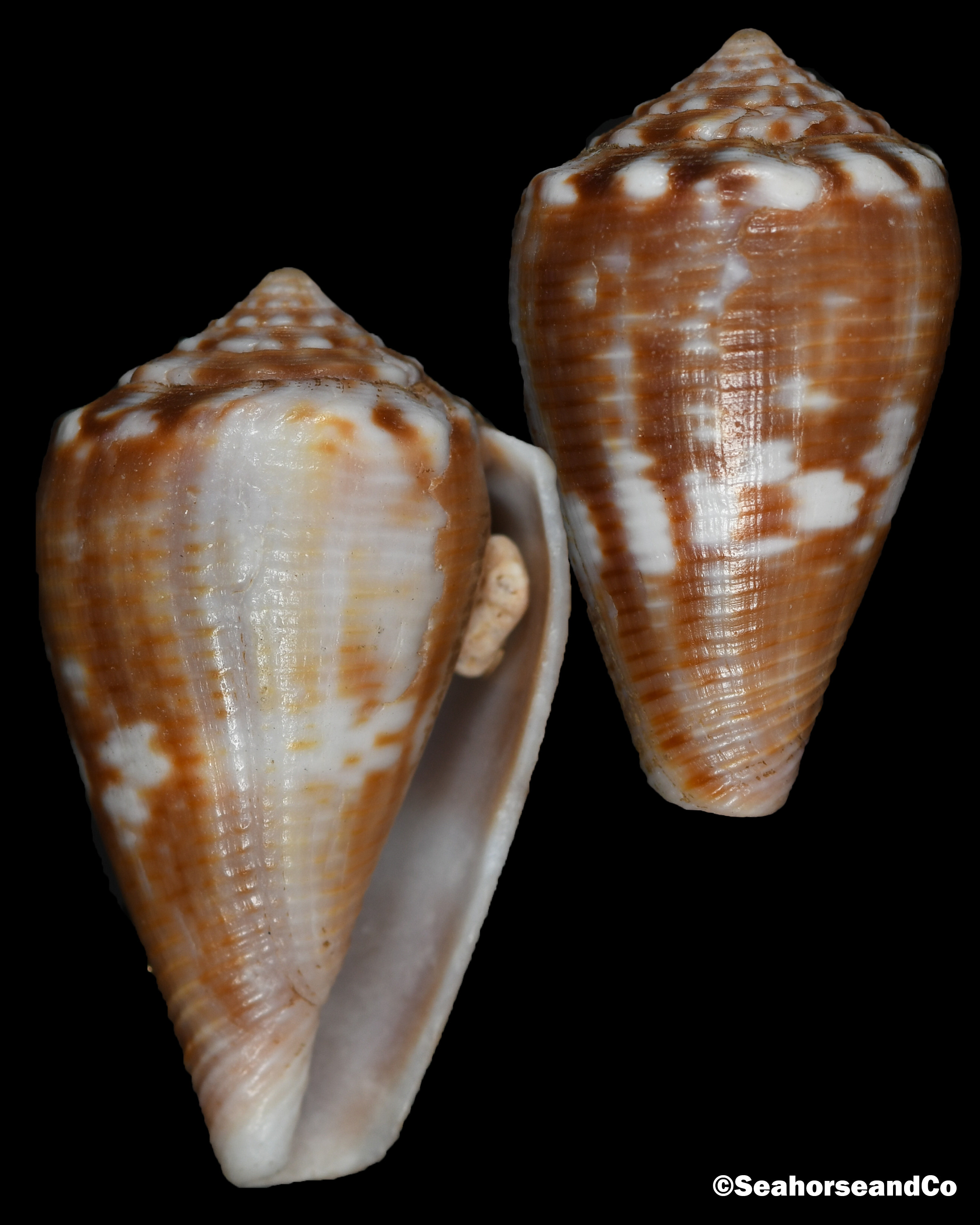 Mouse Cone: Conus mus Hwass in Bruguiere, 1792