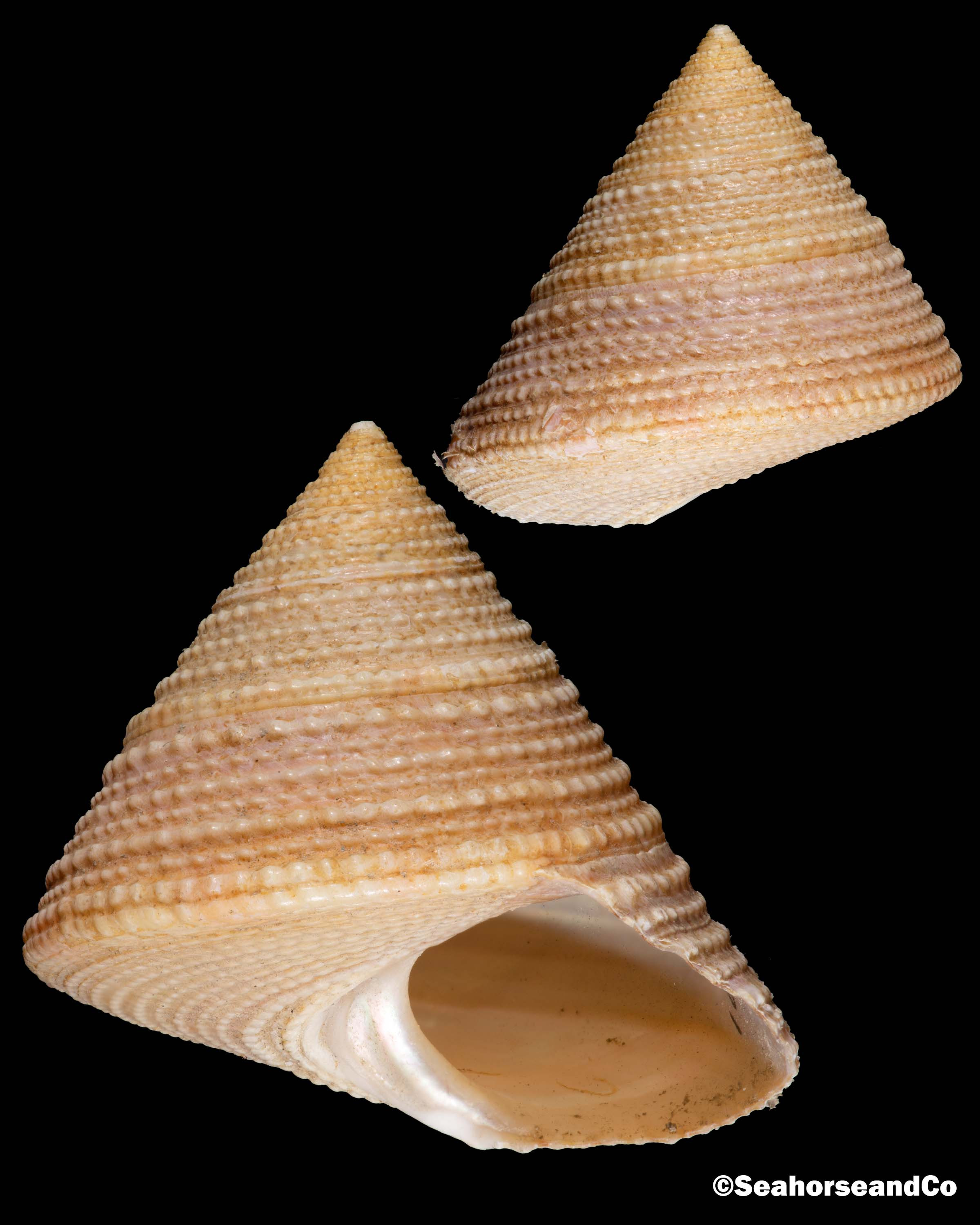 Baird's Top Shell: Calliostoma bairdii A. E. Verrill & S. Smith, 1880