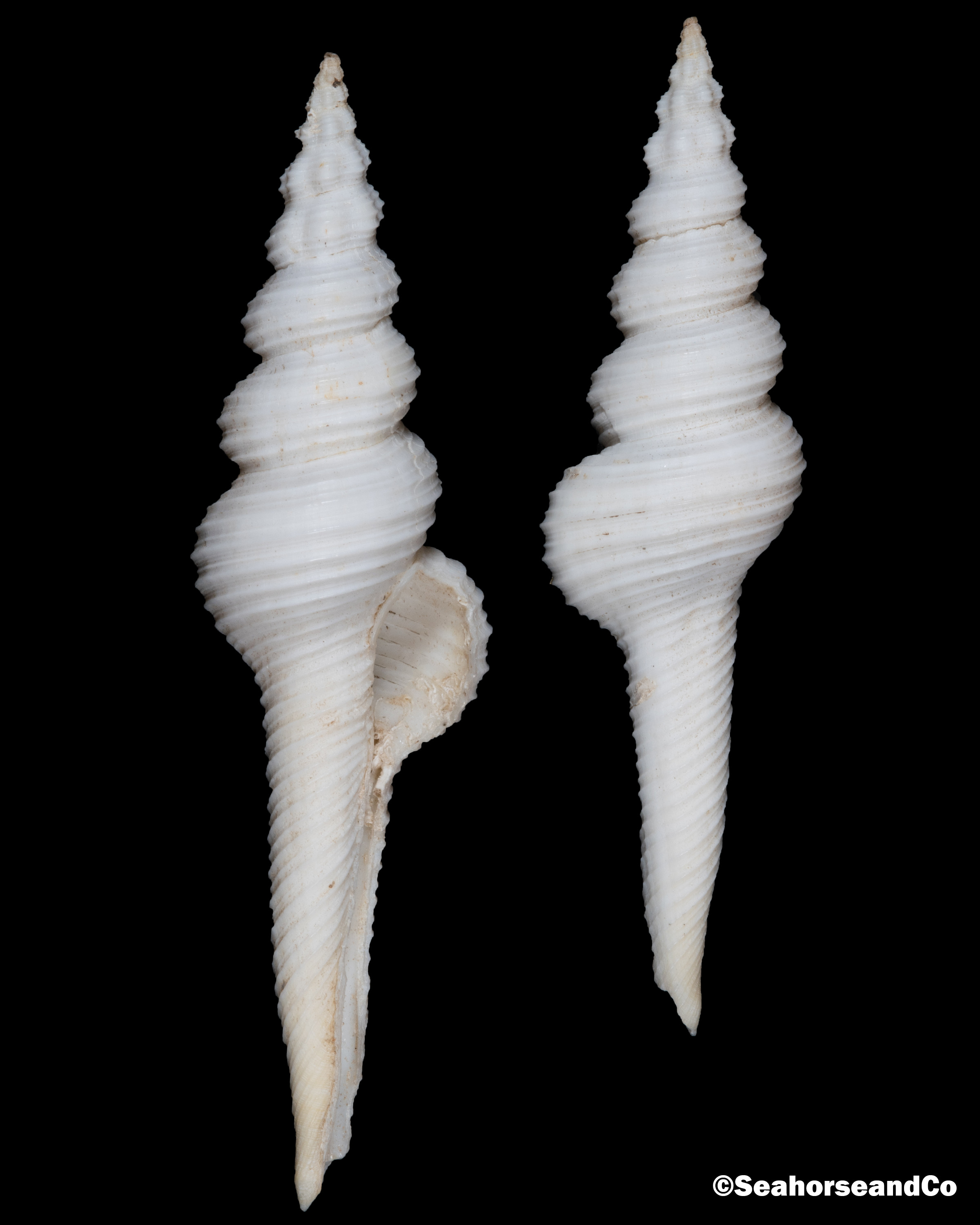 Yucatan Spindle: Aristofusus couei (Petit de la Saussaye, 1853)