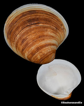 Shell Identification Guides | Seahorse and Co