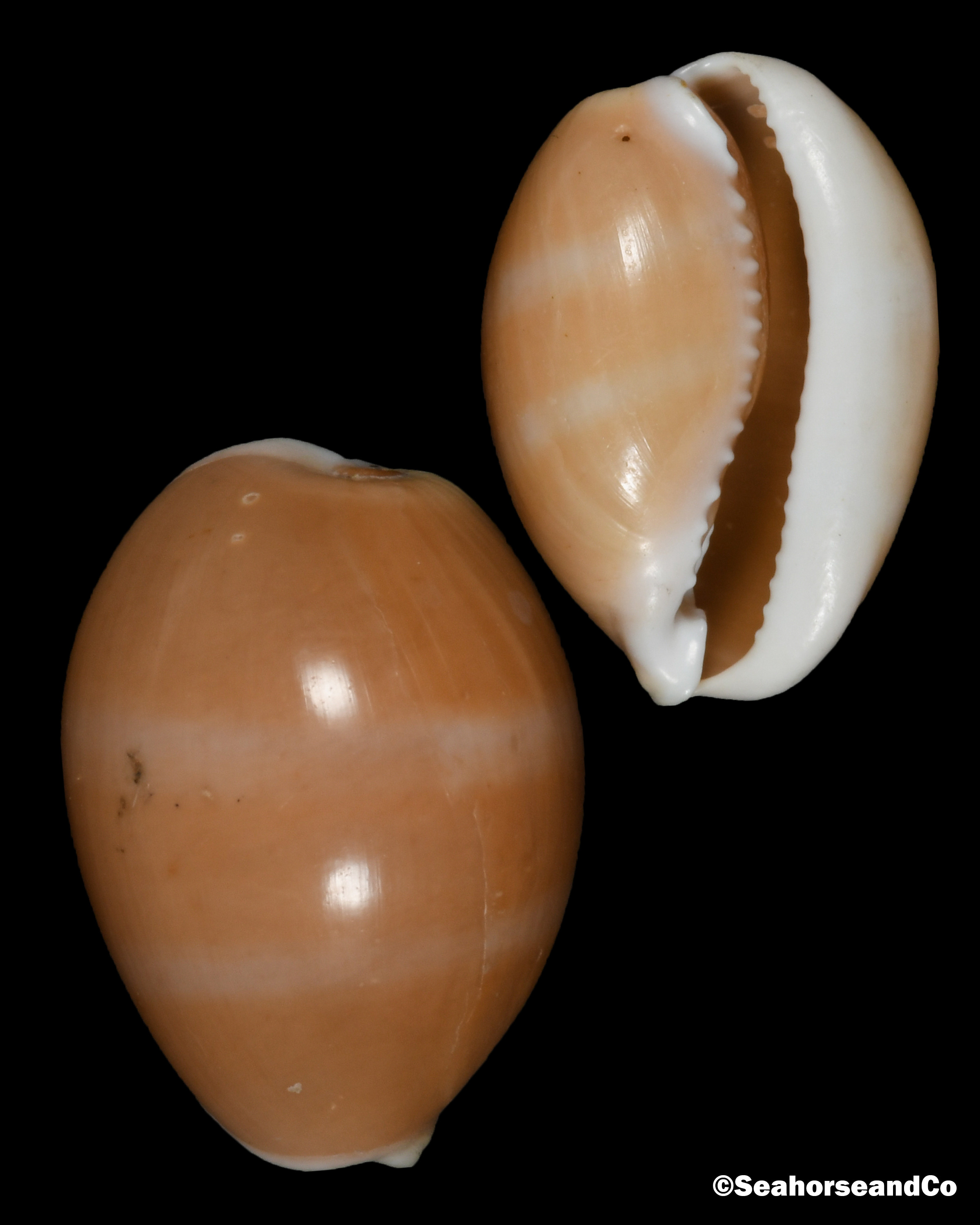 Atlantic Grey Cowry: Luria cinerea (Gmelin, 1791)