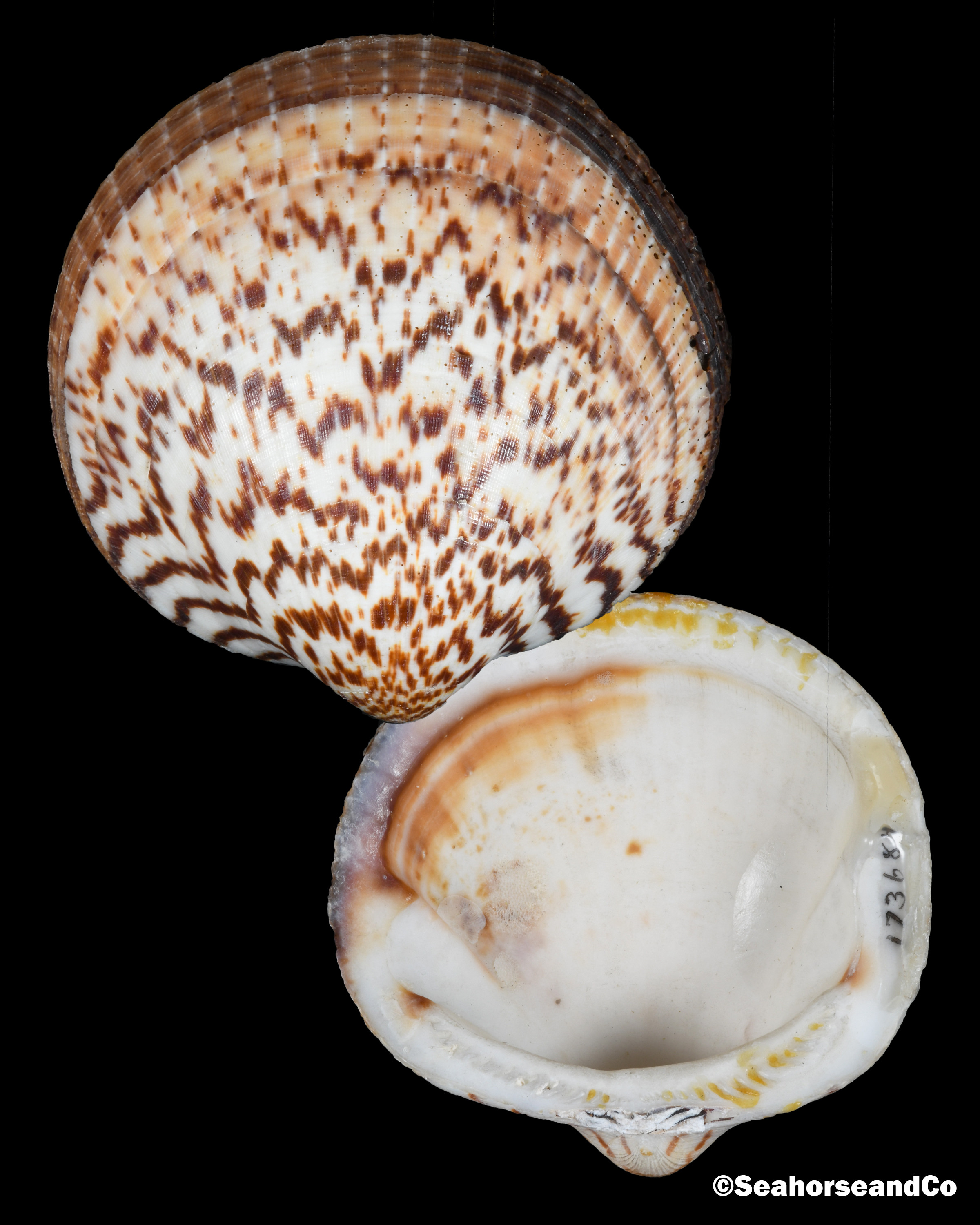 American Bittersweet Clam: Glycymeris americana (DeFrance, 1826)