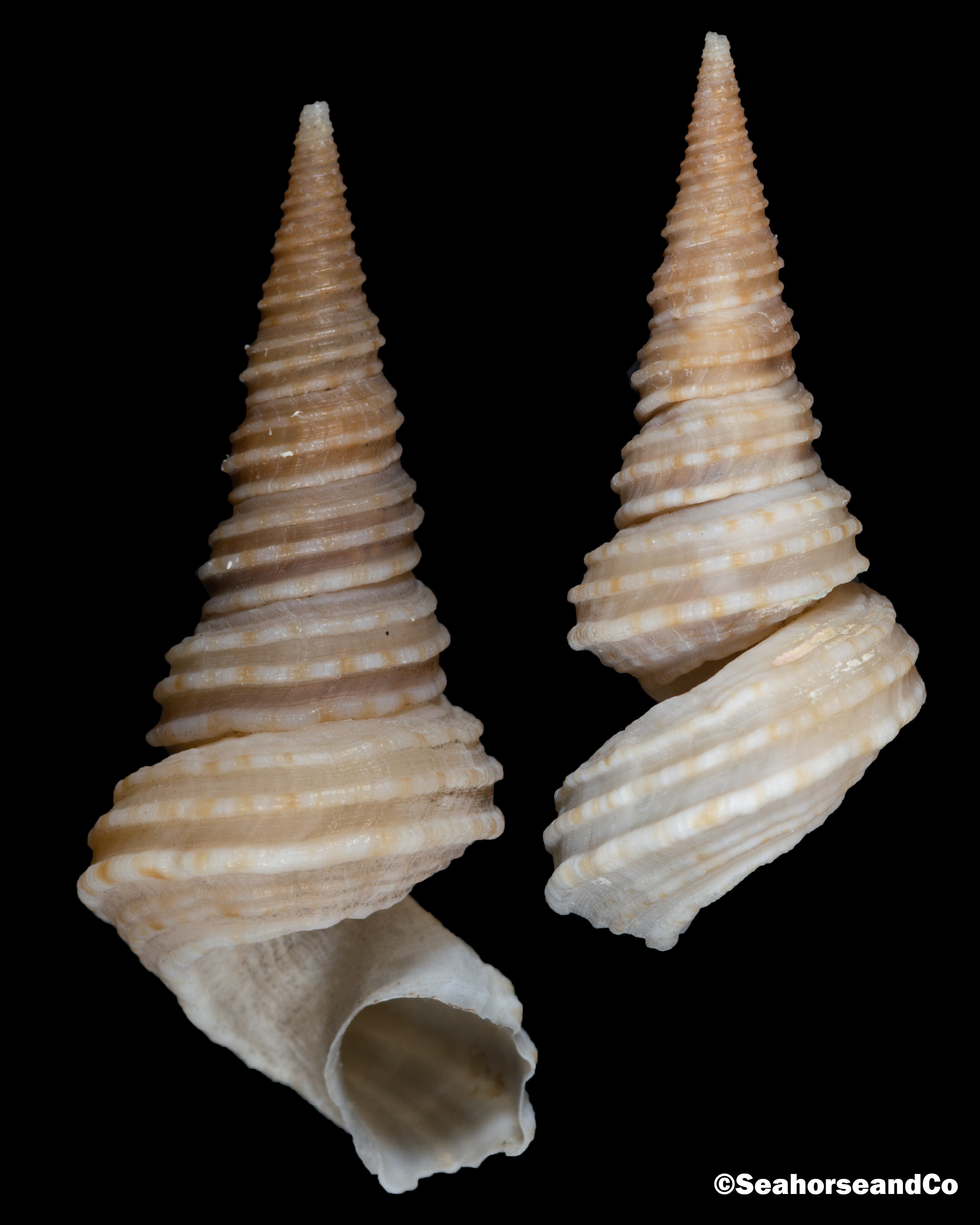 Fargo Worm Snail: Vermicularia fargoi Olsson, 1951